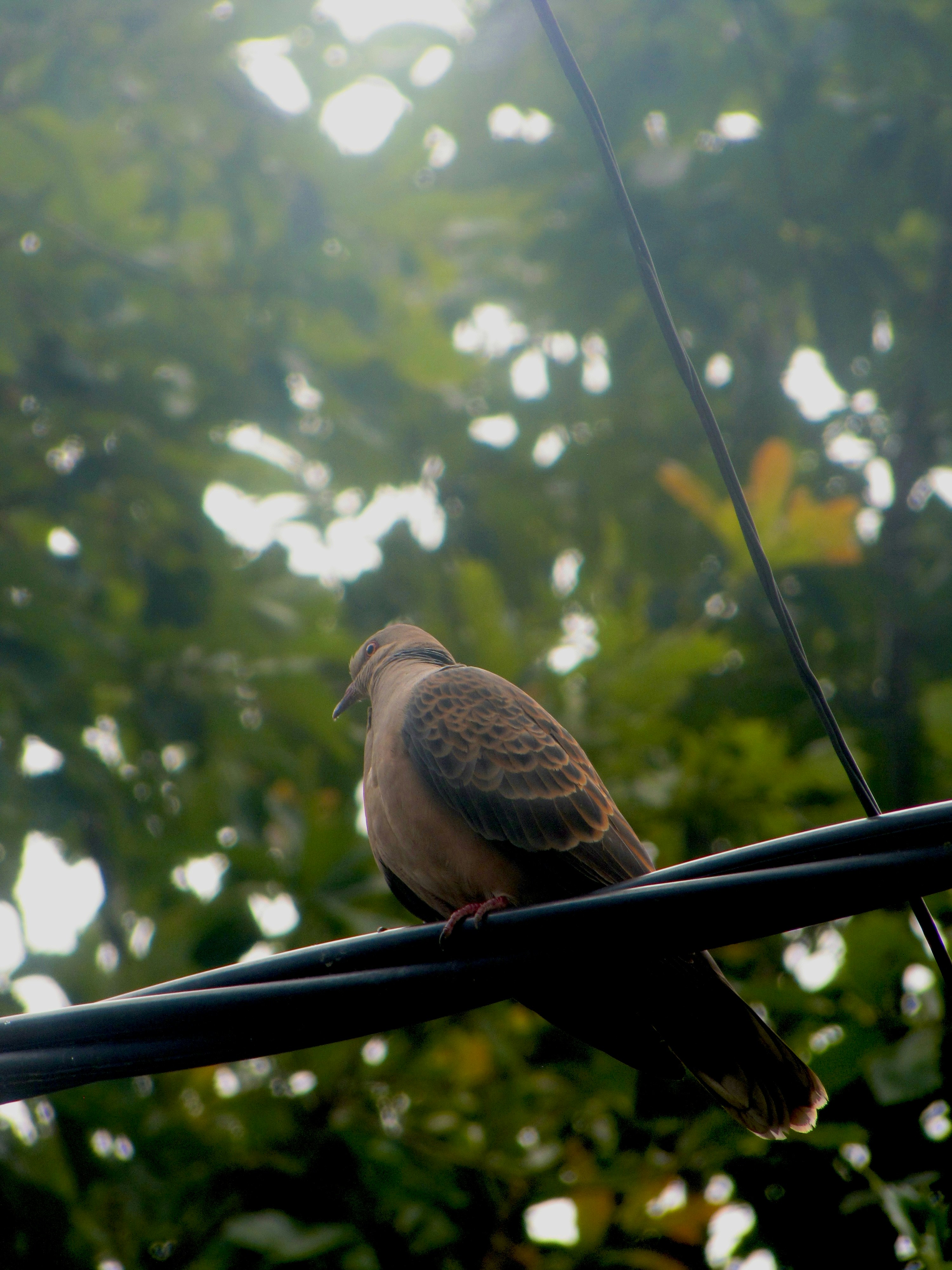 Perched on a Cable: A Dignified Moment Across Green Canopy