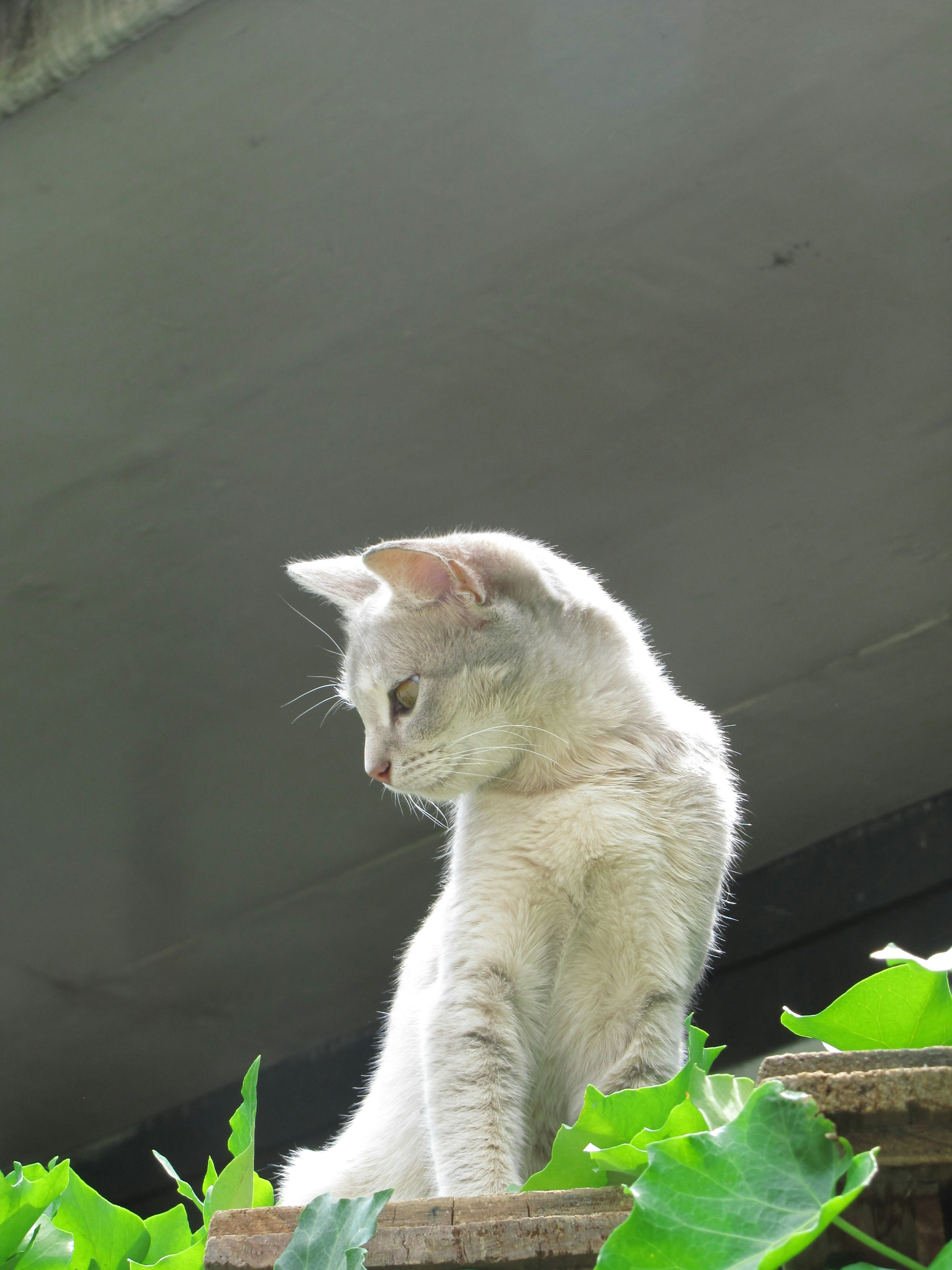 Whiskered Sentinel on a Brick Low Fence