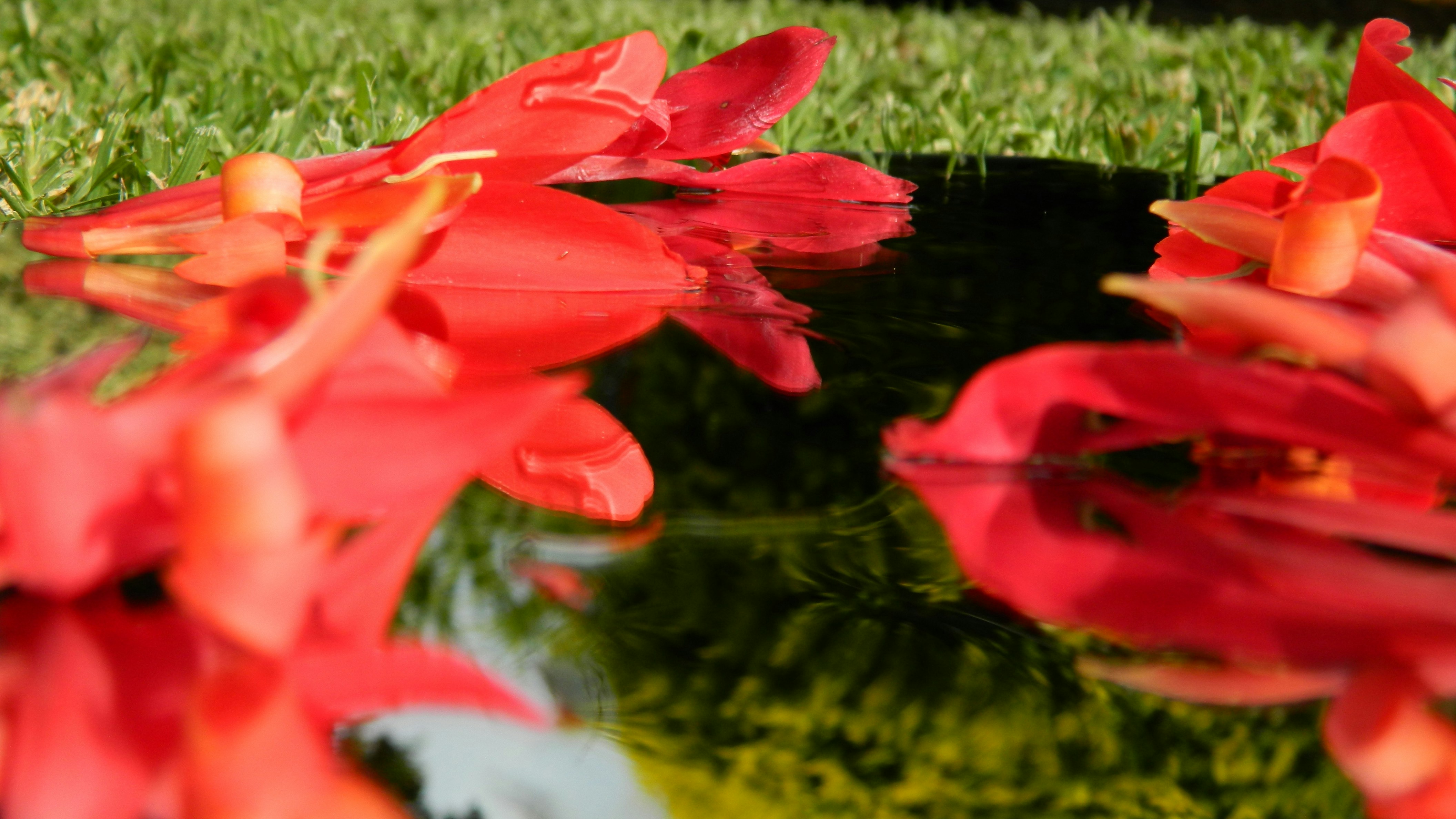 Red Petals on a Still Surface: A Quiet Pond Reflection