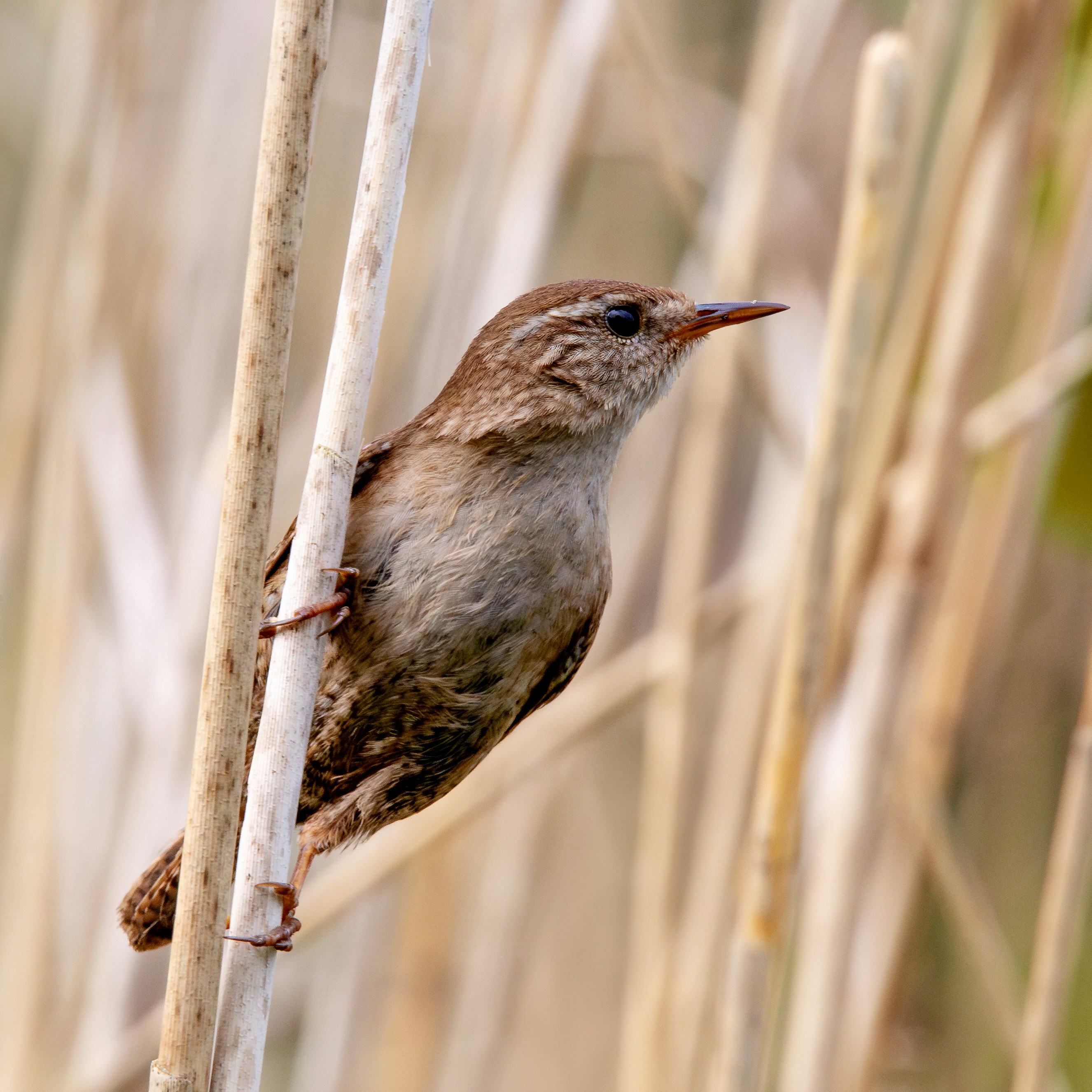 Hidden Meadow Warbler: Perched among Reeds