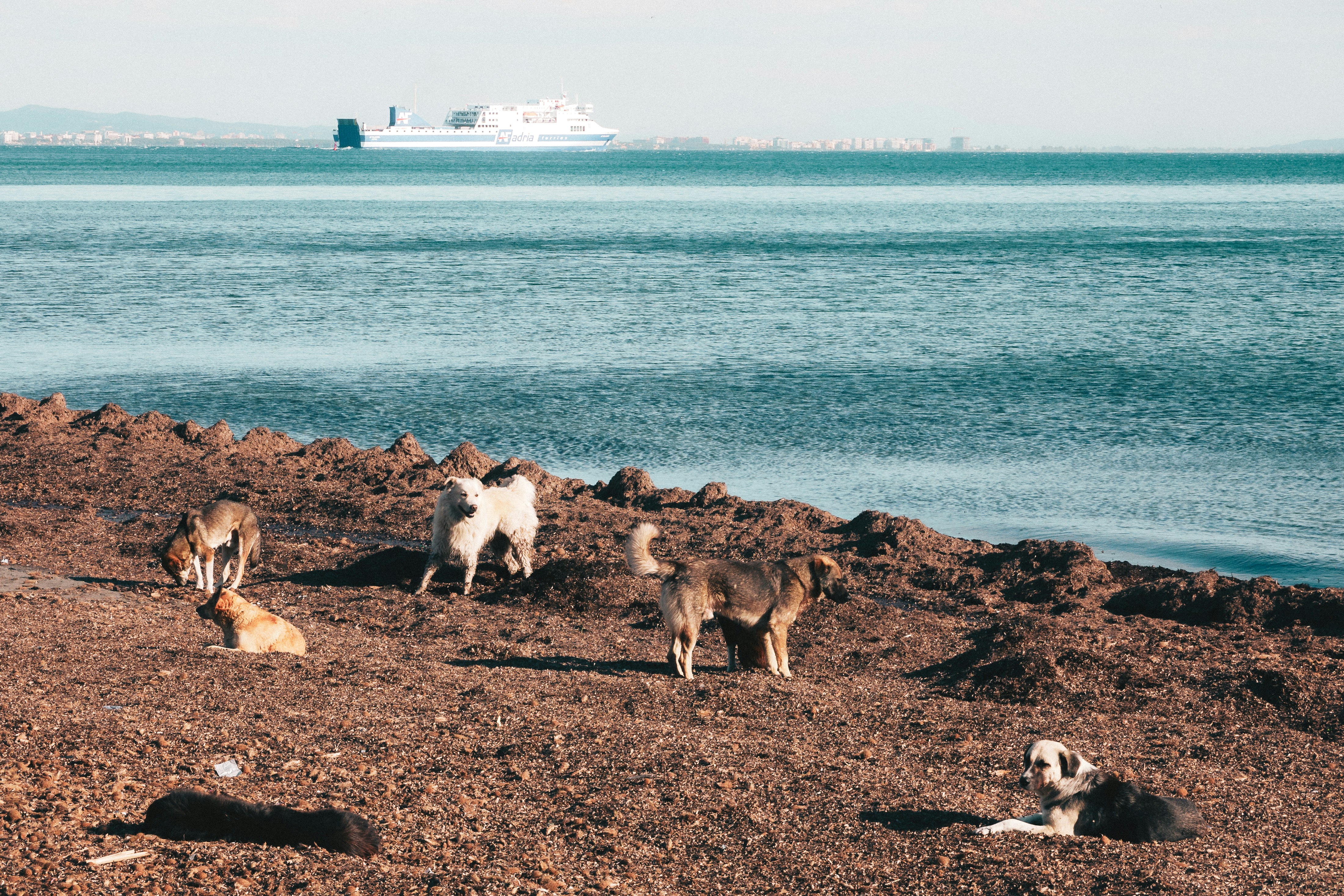 Long-Coated Pack at the Shoreline: Dogs Rest in Sunlit Pebbles