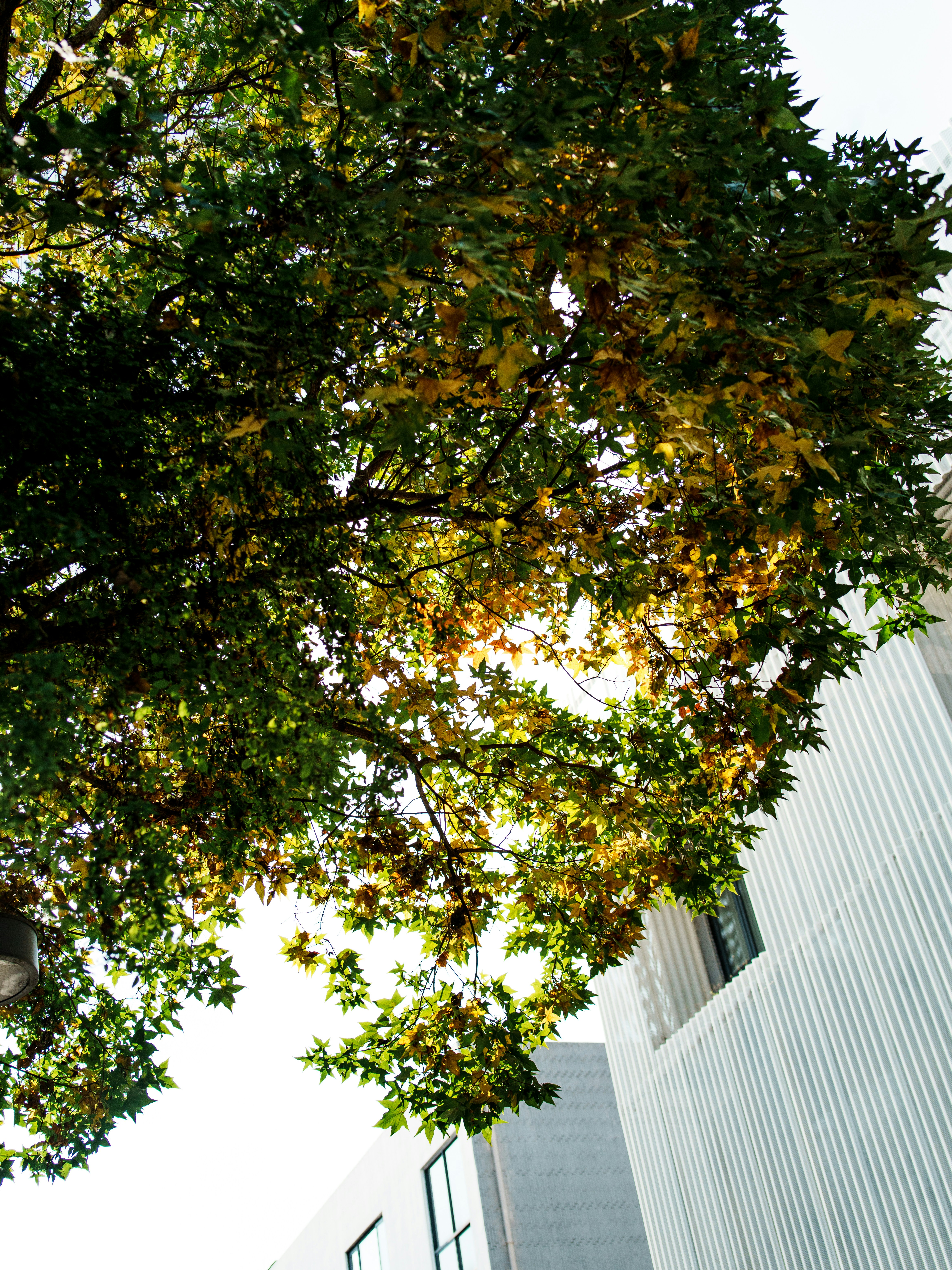 Sunlit Maple Canopy Over a Modern Building