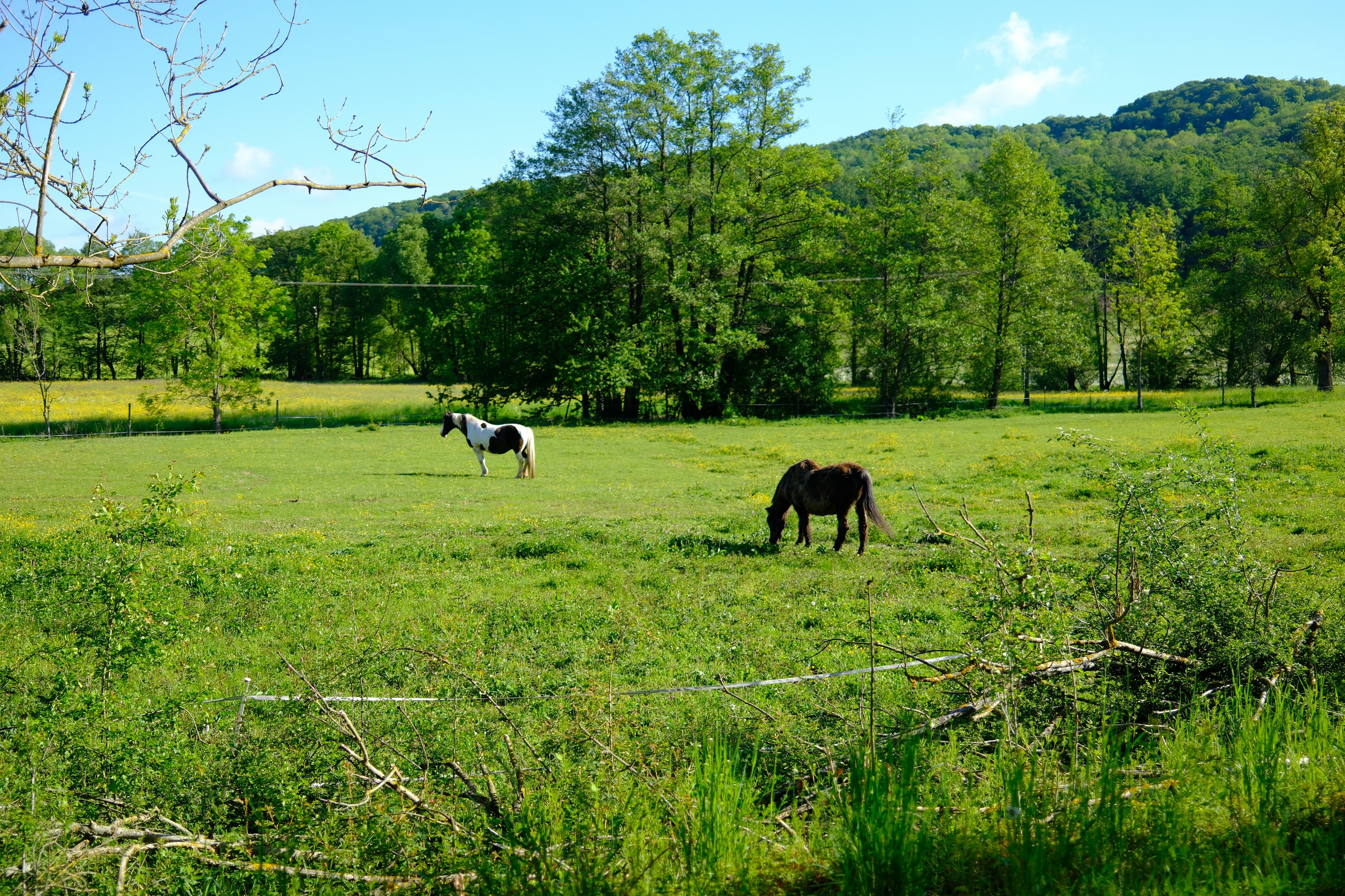 Pasture Watch: A Pair of Horses in a Sunlit Meadow