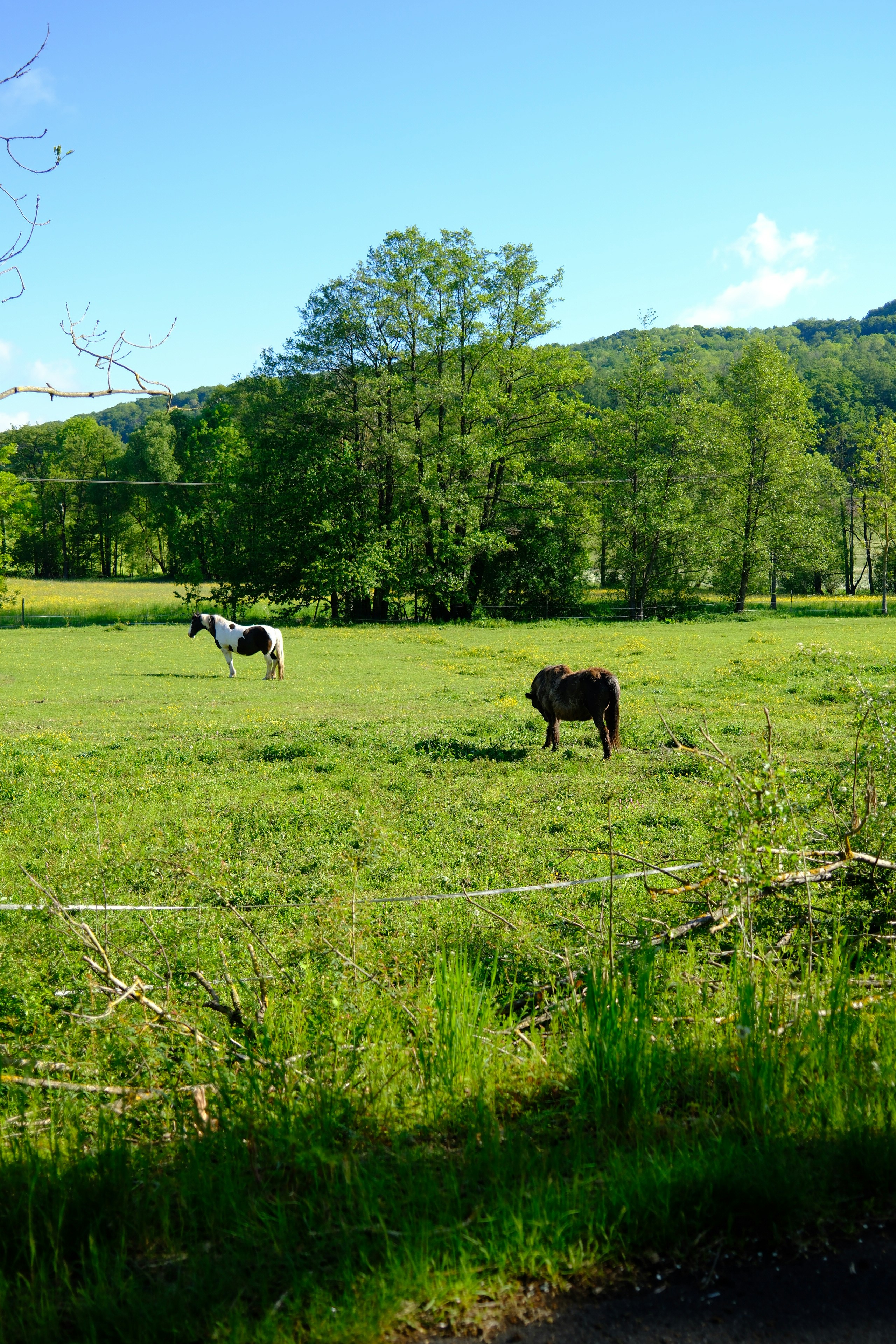 Pasture Portrait: Black and White Horse among Green Hills