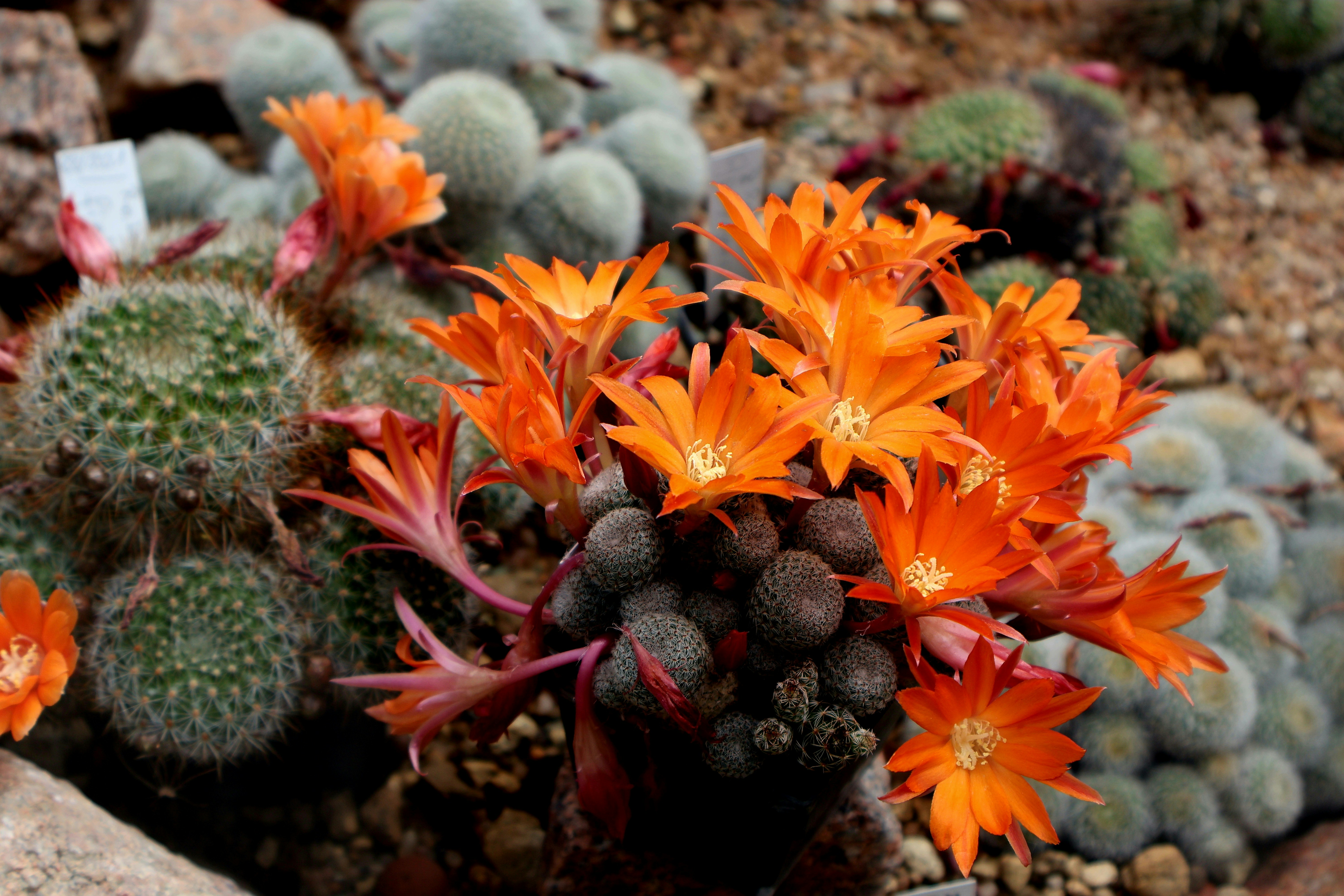 Desert Bloom: Vivid Orange Blossoms Among Round Emerald Cacti