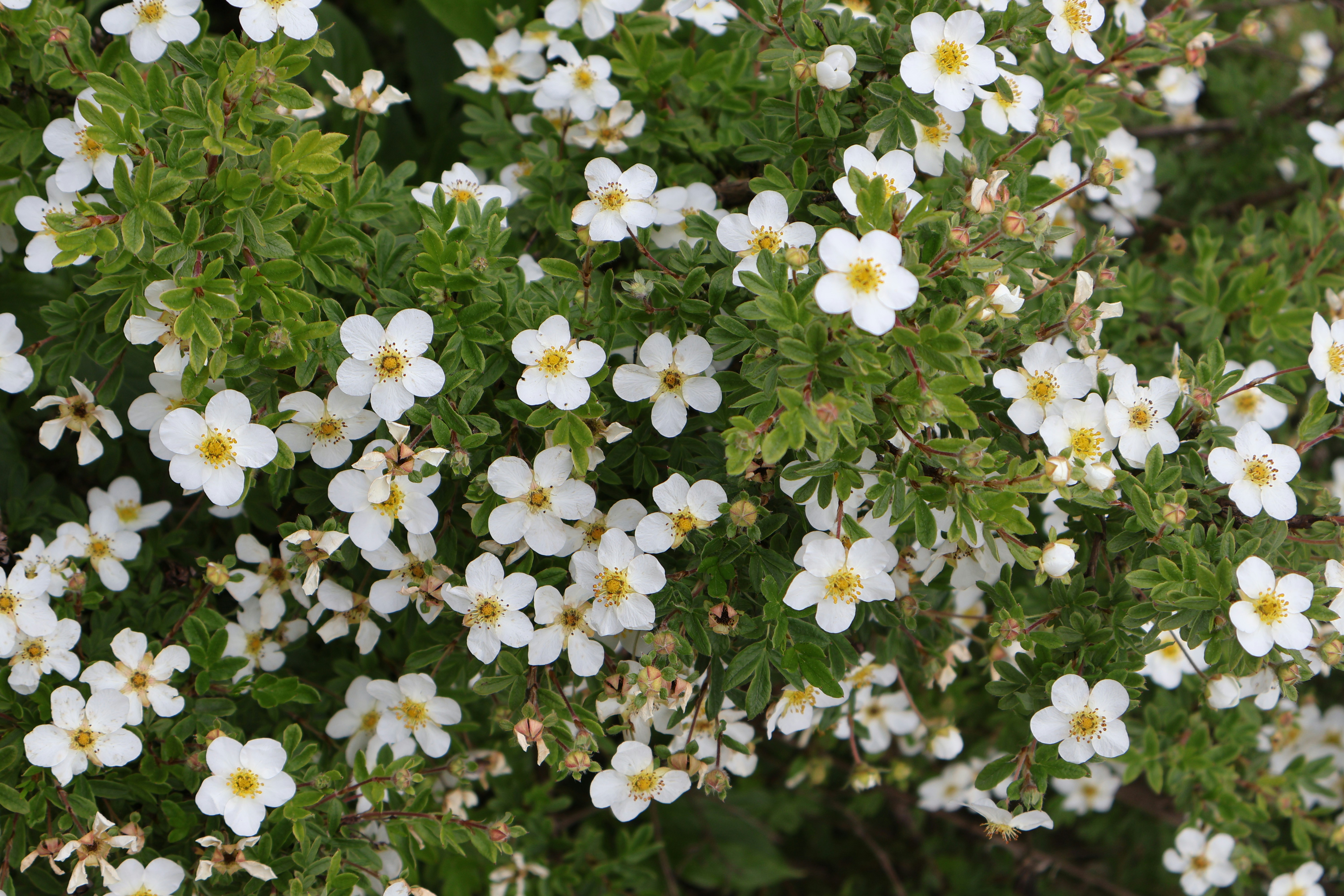 Field of White Petals: A Dense Patch of Blossoms