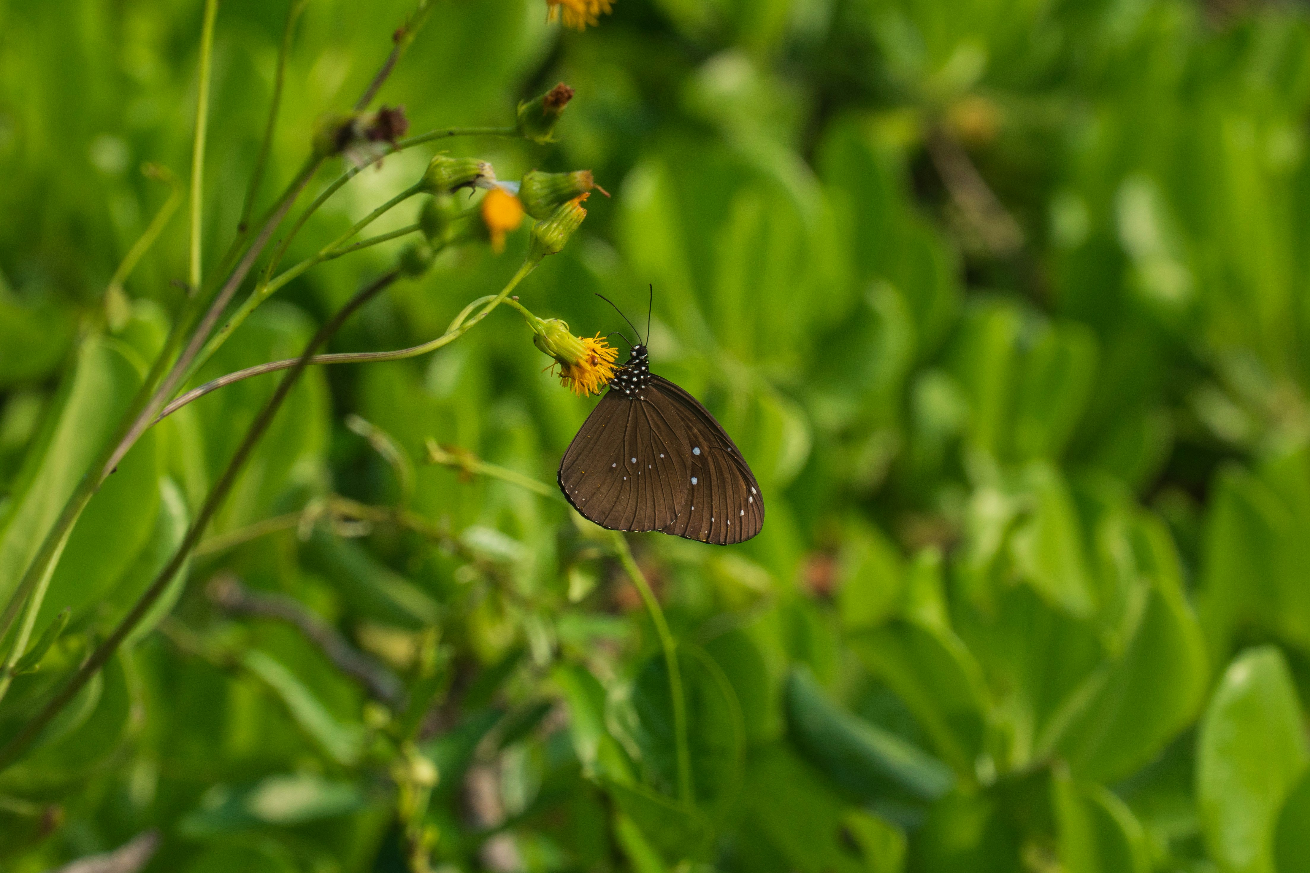 Brown butterfly resting on a sunlit green vine