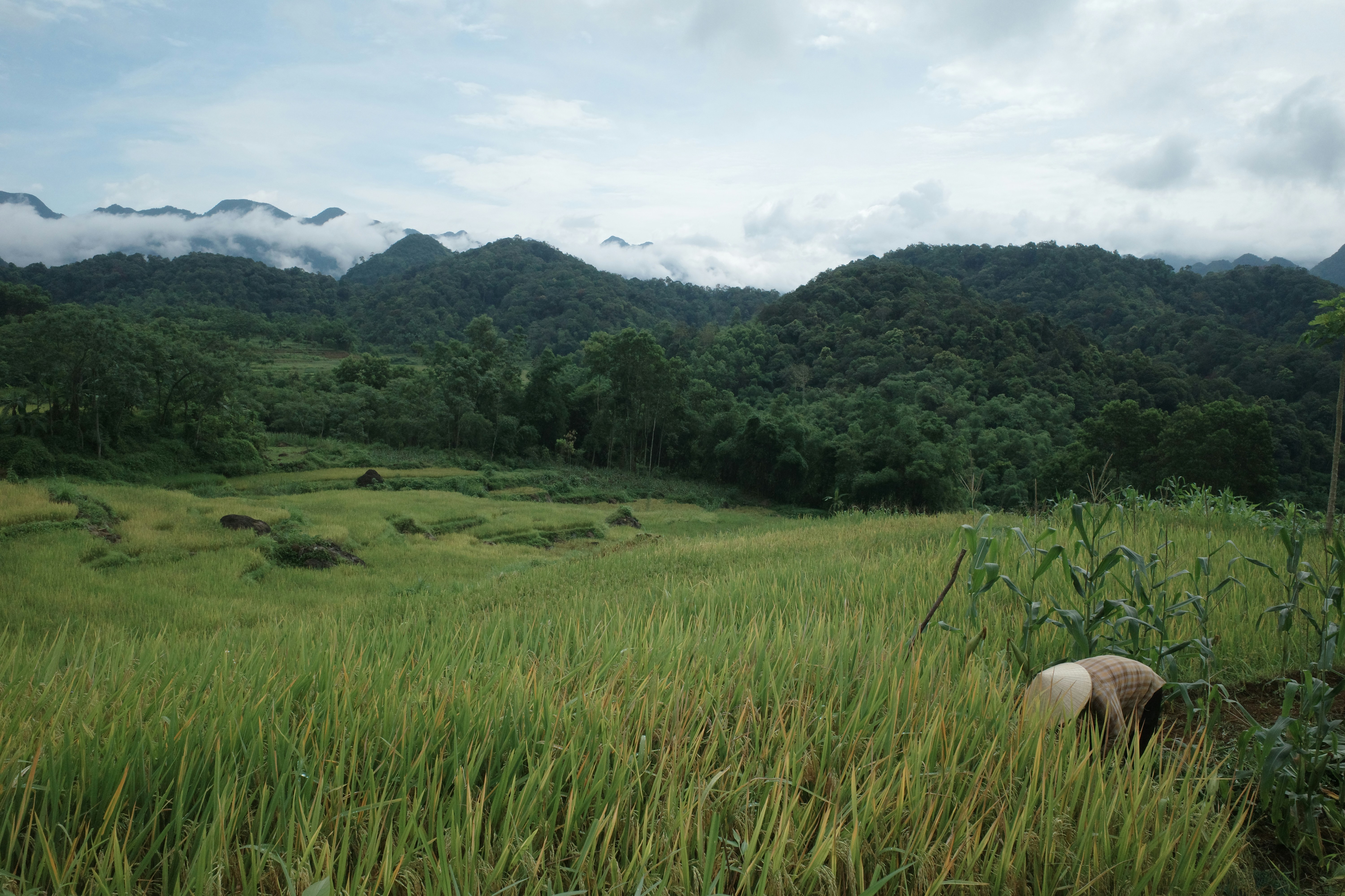 Rice Fields at Distant Foot of Misty Hills