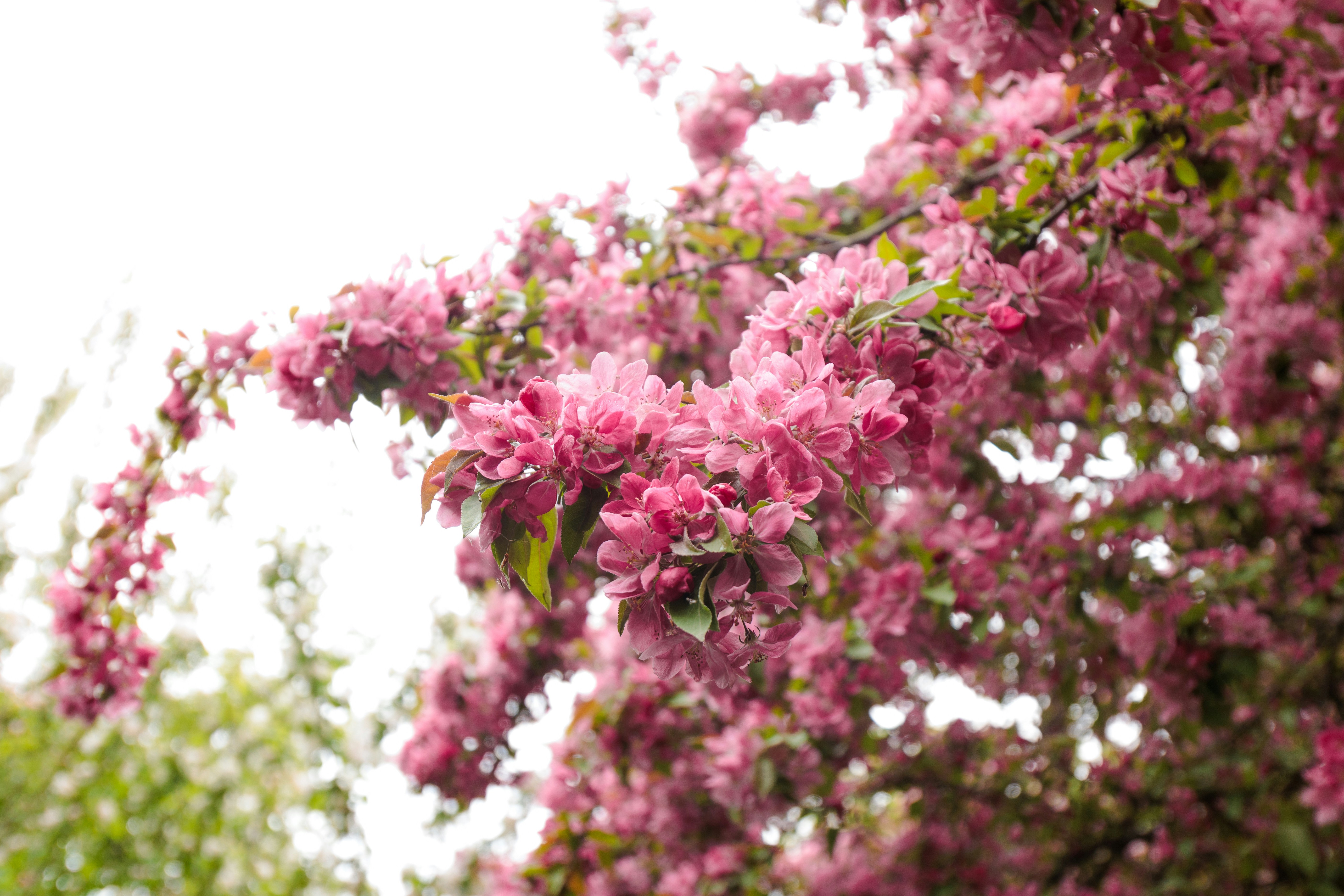 Blossoms at the Edge: A Burst of Pink on Spring Branches