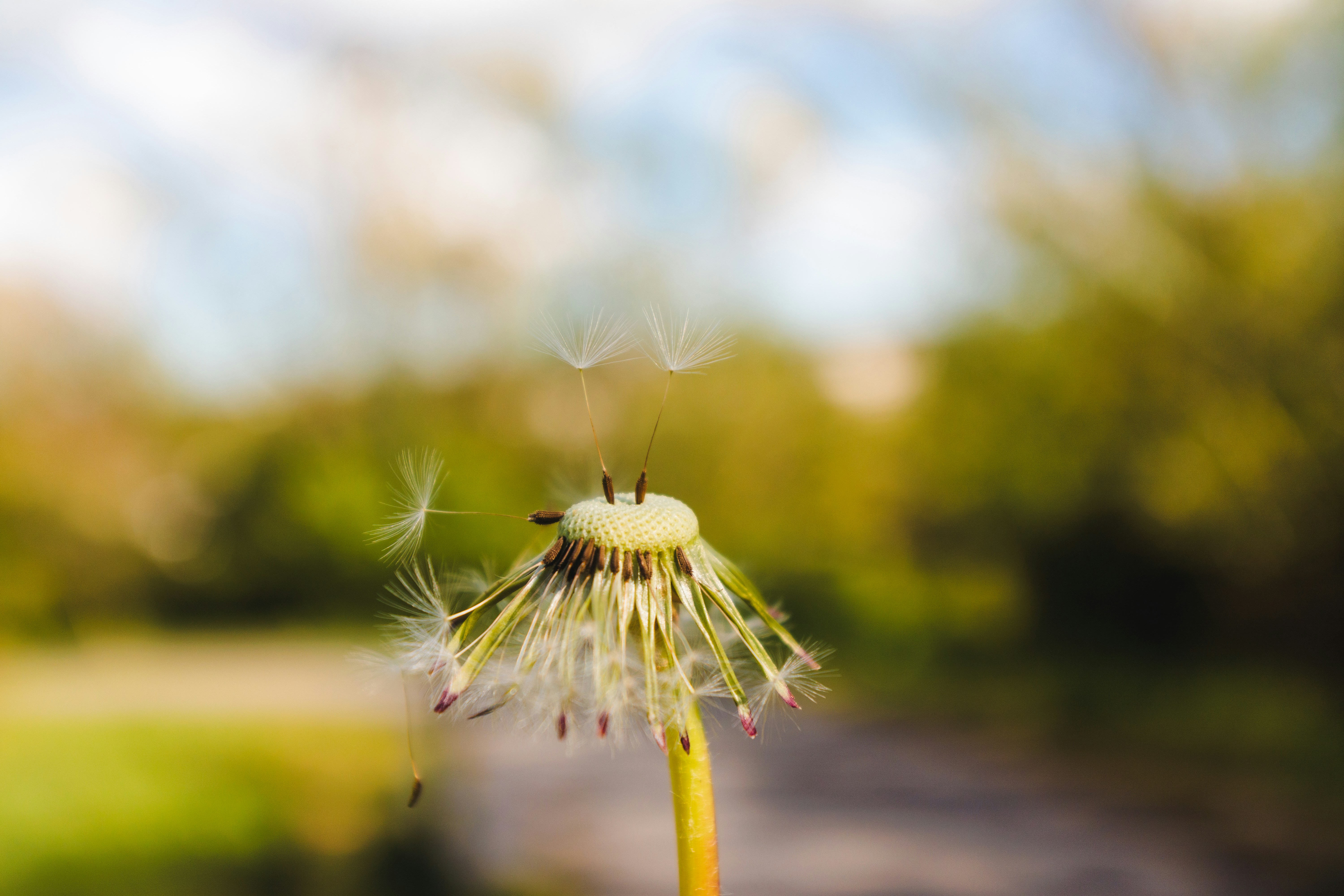 Dandelion Crown: a single seed head poised against a sunlit park