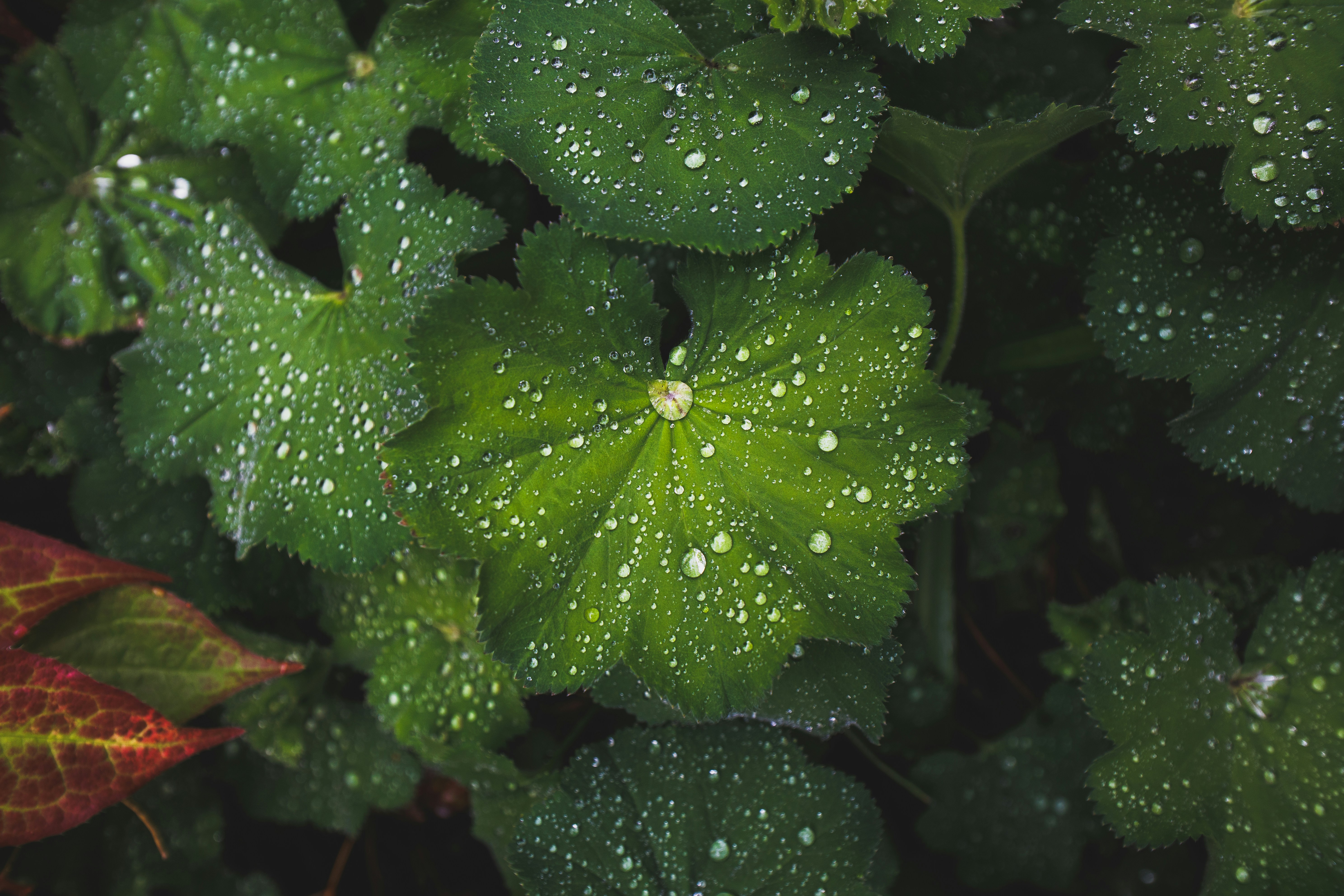 Dew-Sparkled Green Ferns: Quiet Macro of Natural Texture