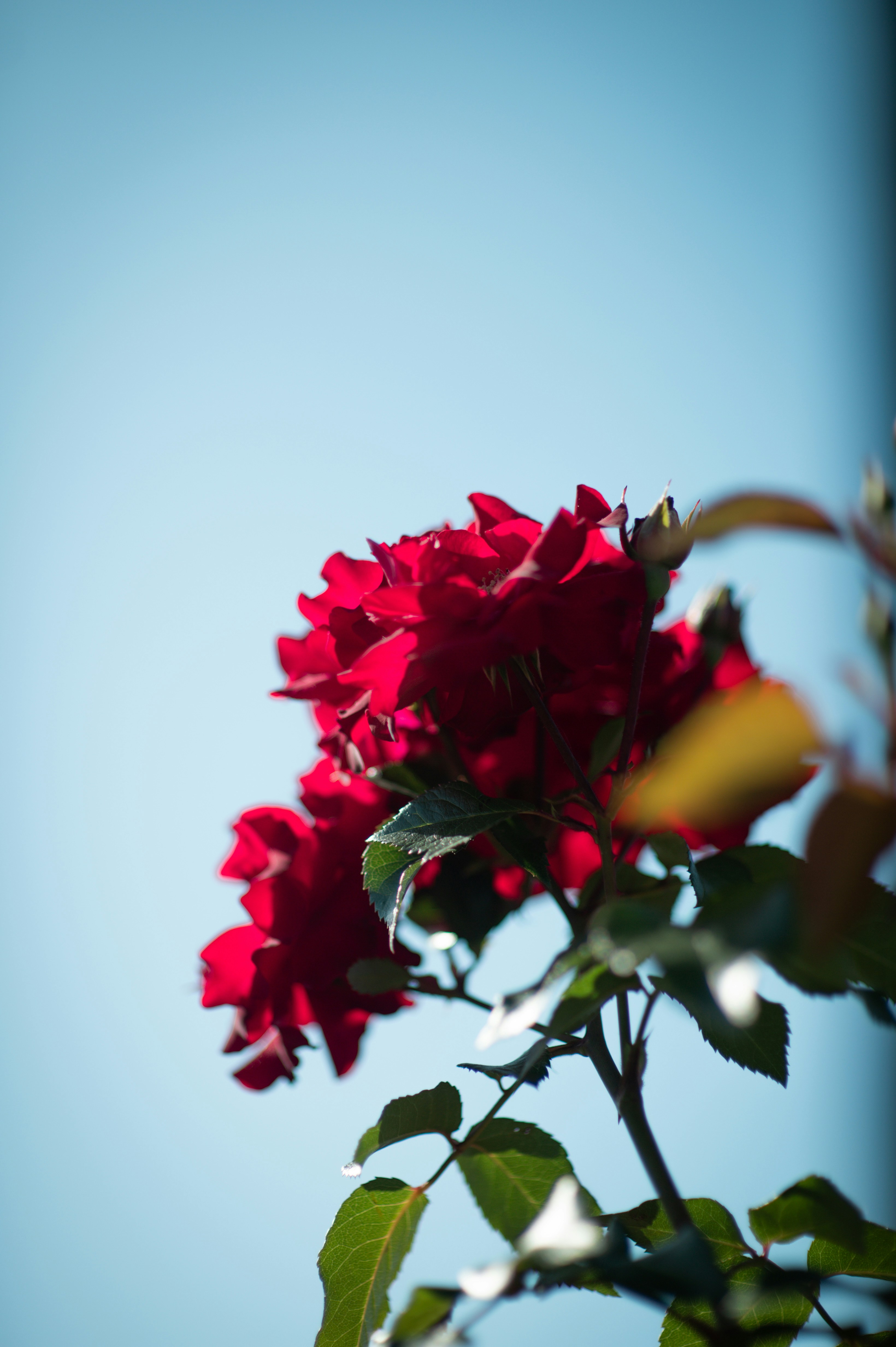 Crimson Rose Cluster Reaching Toward the Sky
