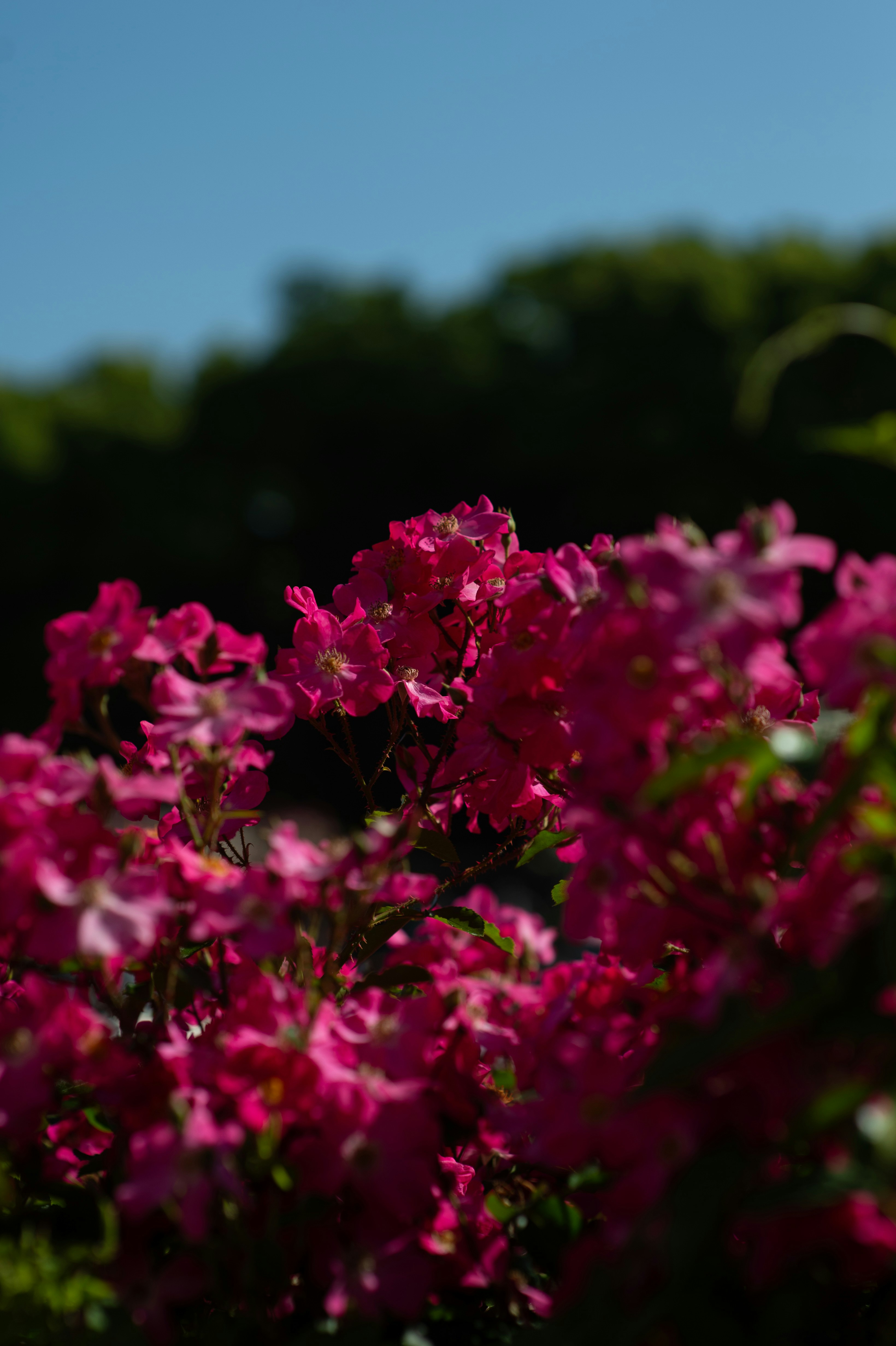 Crimson Blooms in Soft Backlight