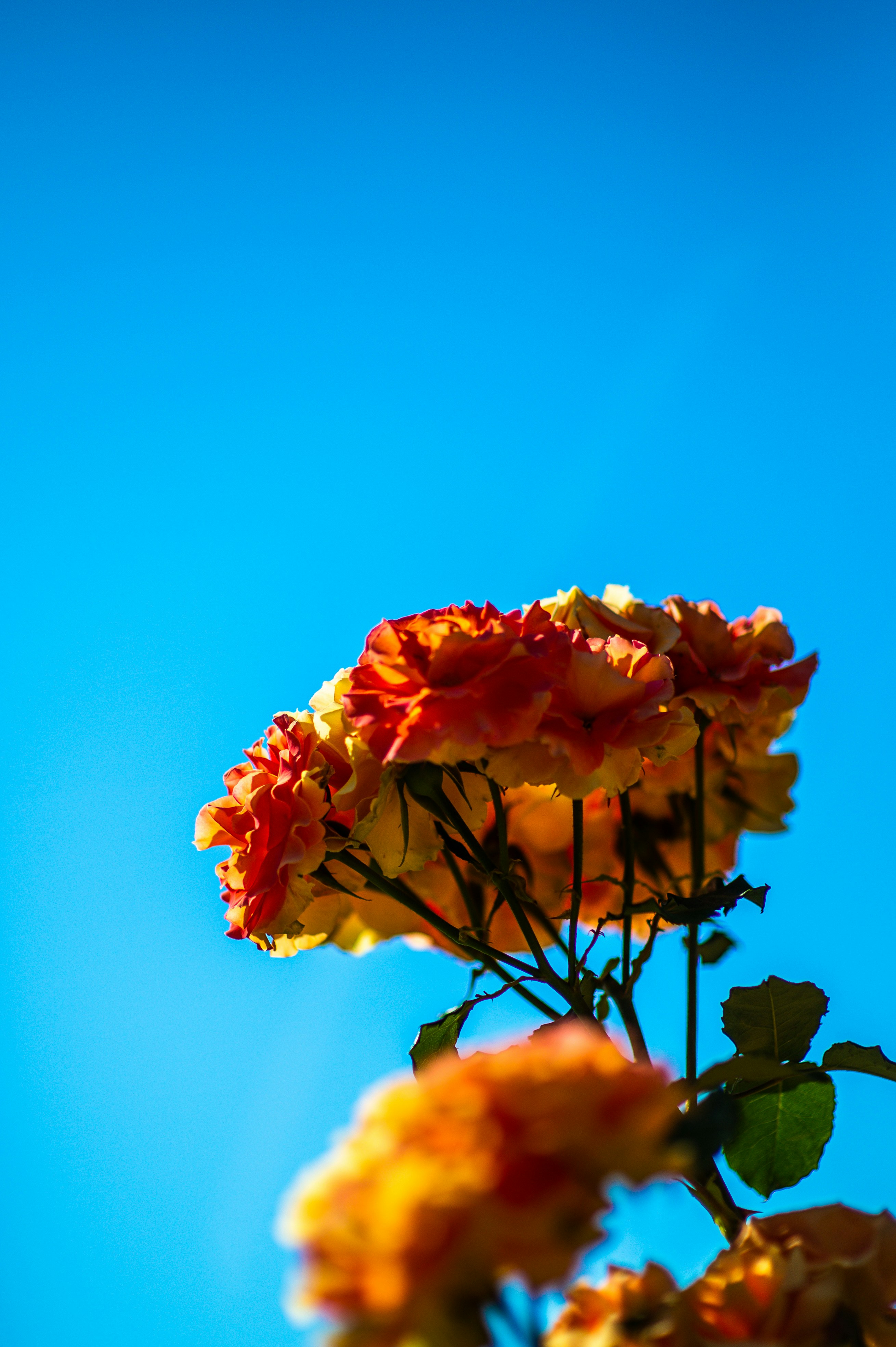 Bouquet Against the Sky: A Burst of Orange Roses Reaching for the Sun