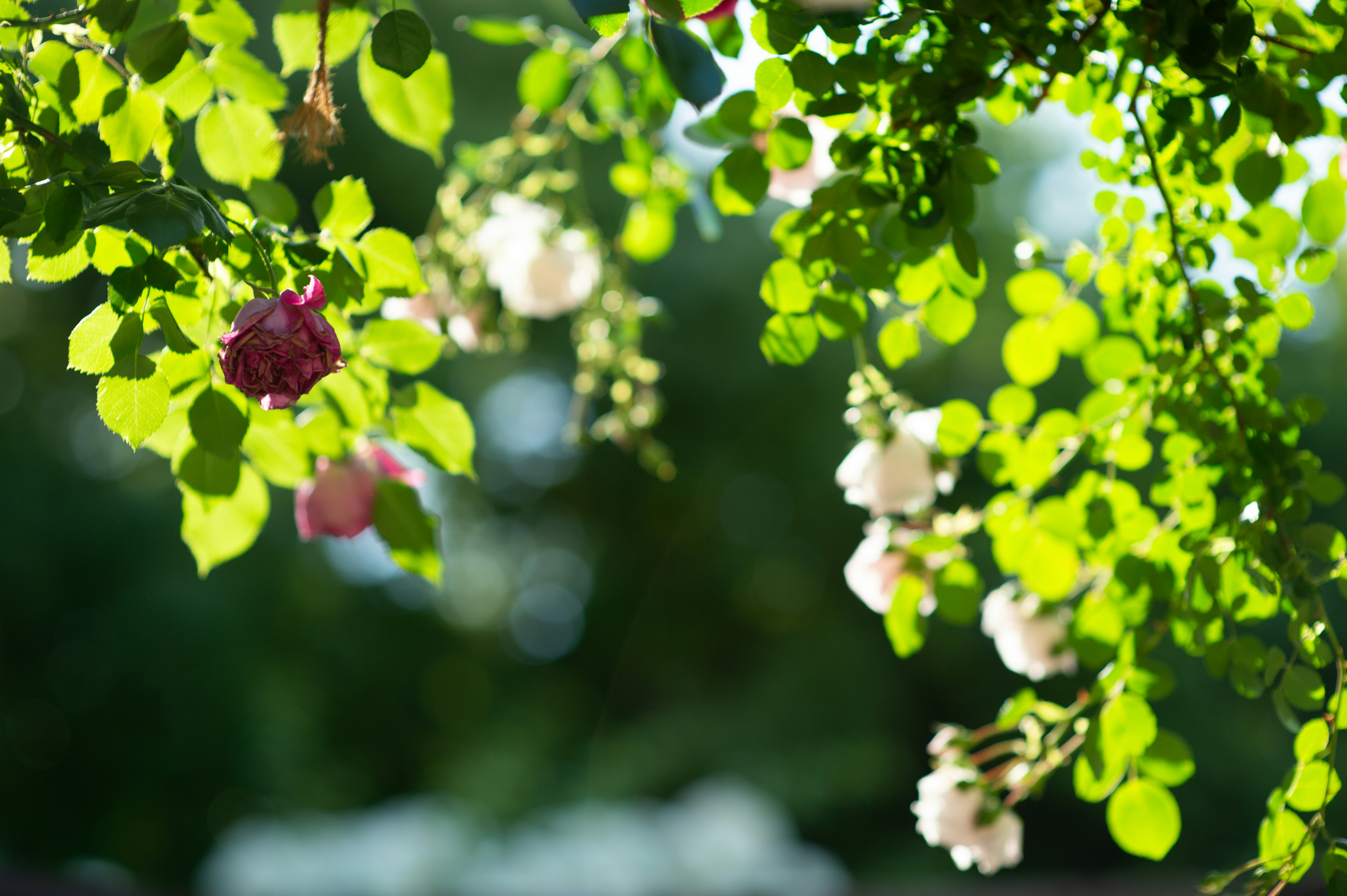 Soft Pink Blooms in a Sunlit Foliage Frame