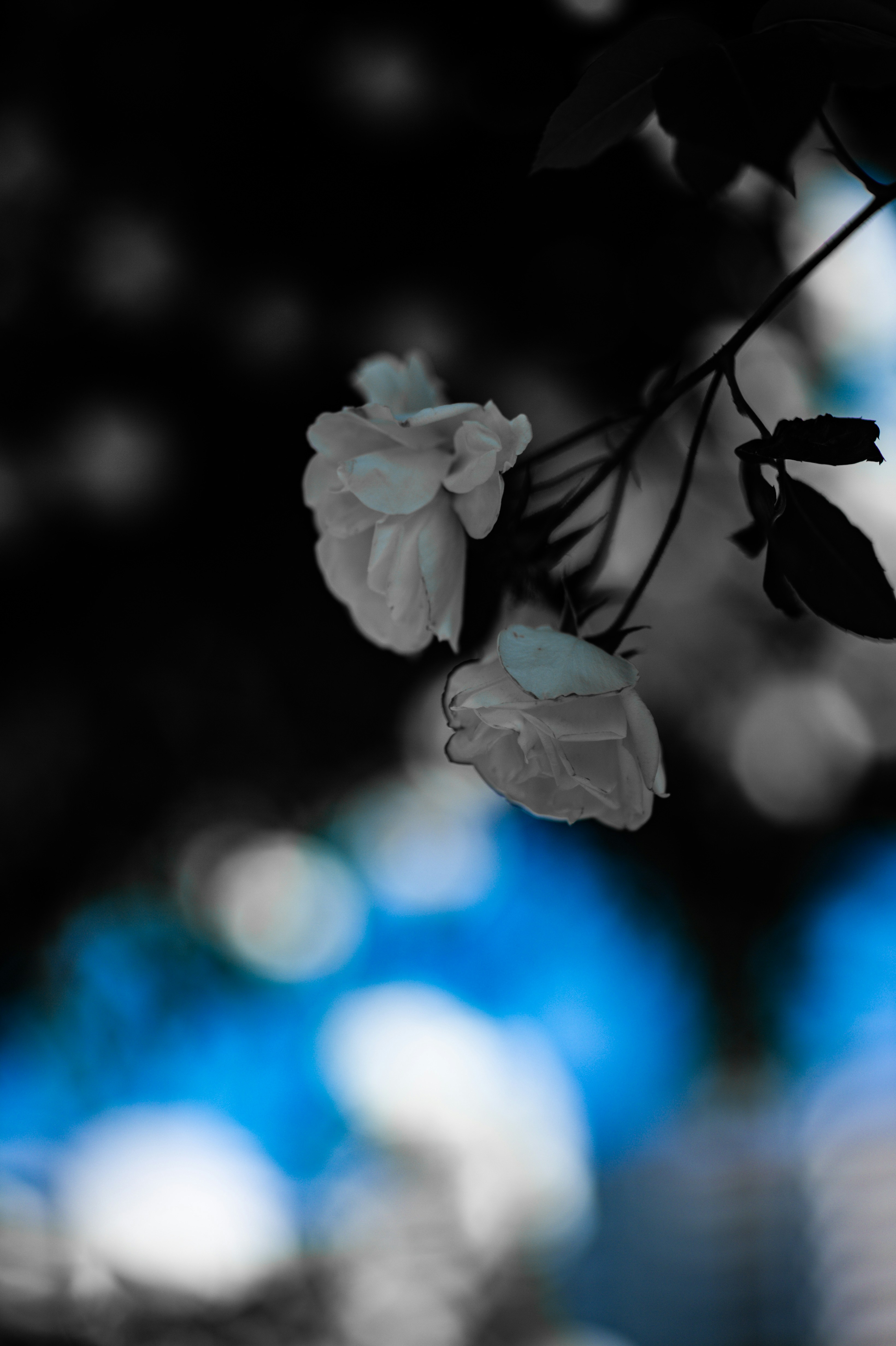 Blurred Blue Echoes Beneath a Pale Bloom