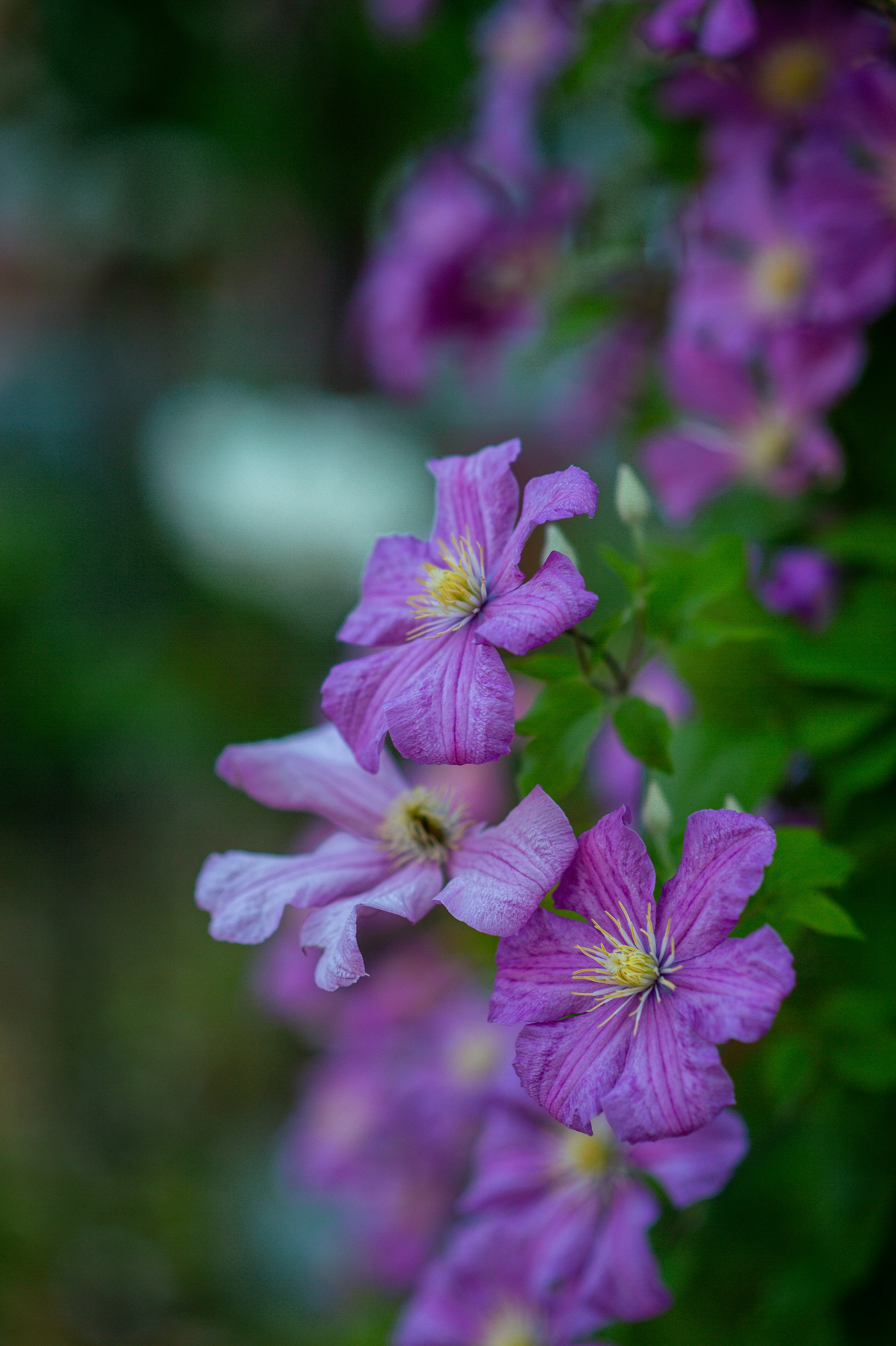 Violet Bloom Chorus: A Portrait of Delicate Petals in Soft Focus