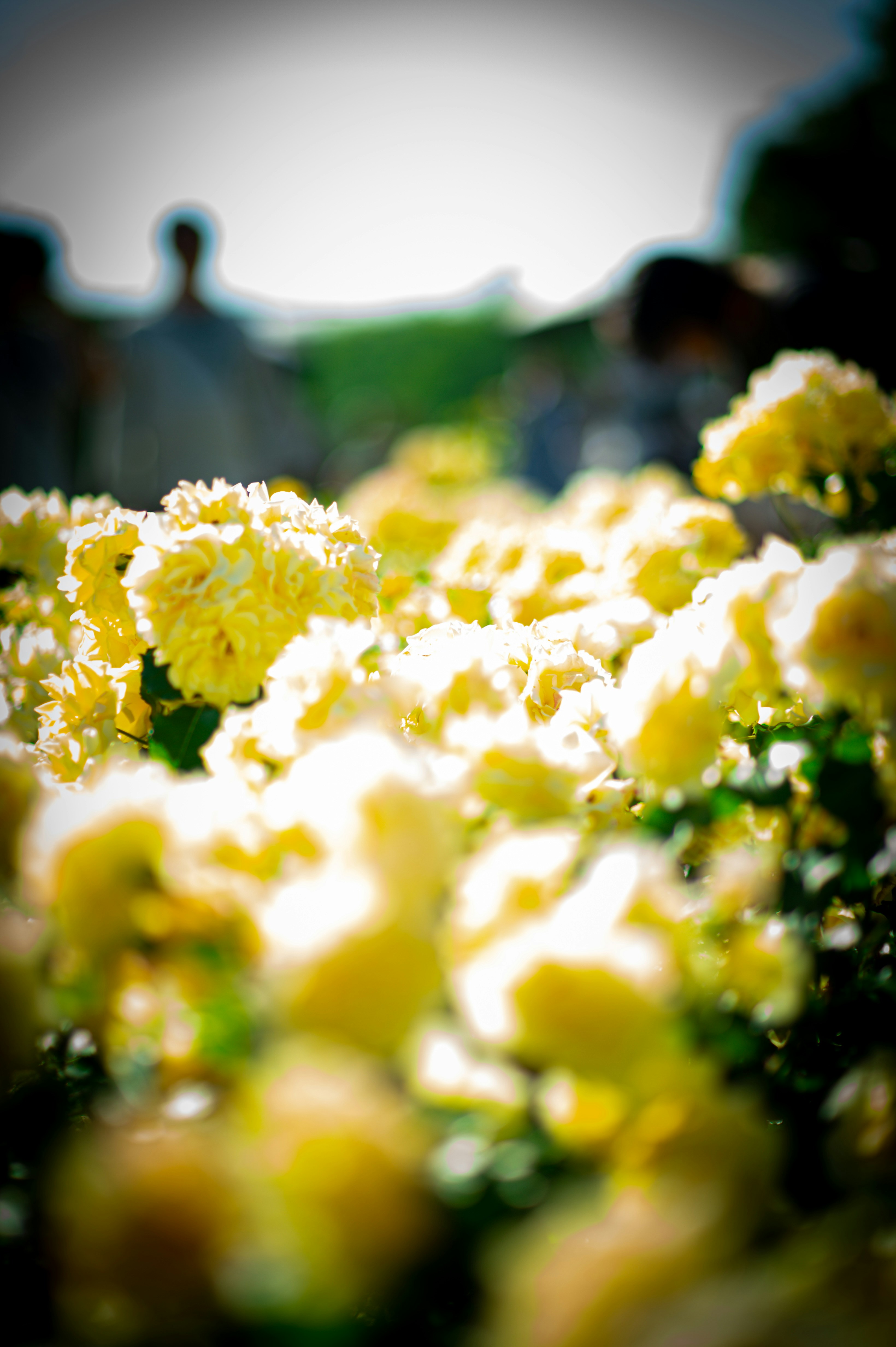 Sunlit Roses in Soft Focus: A Quiet Garden Glow