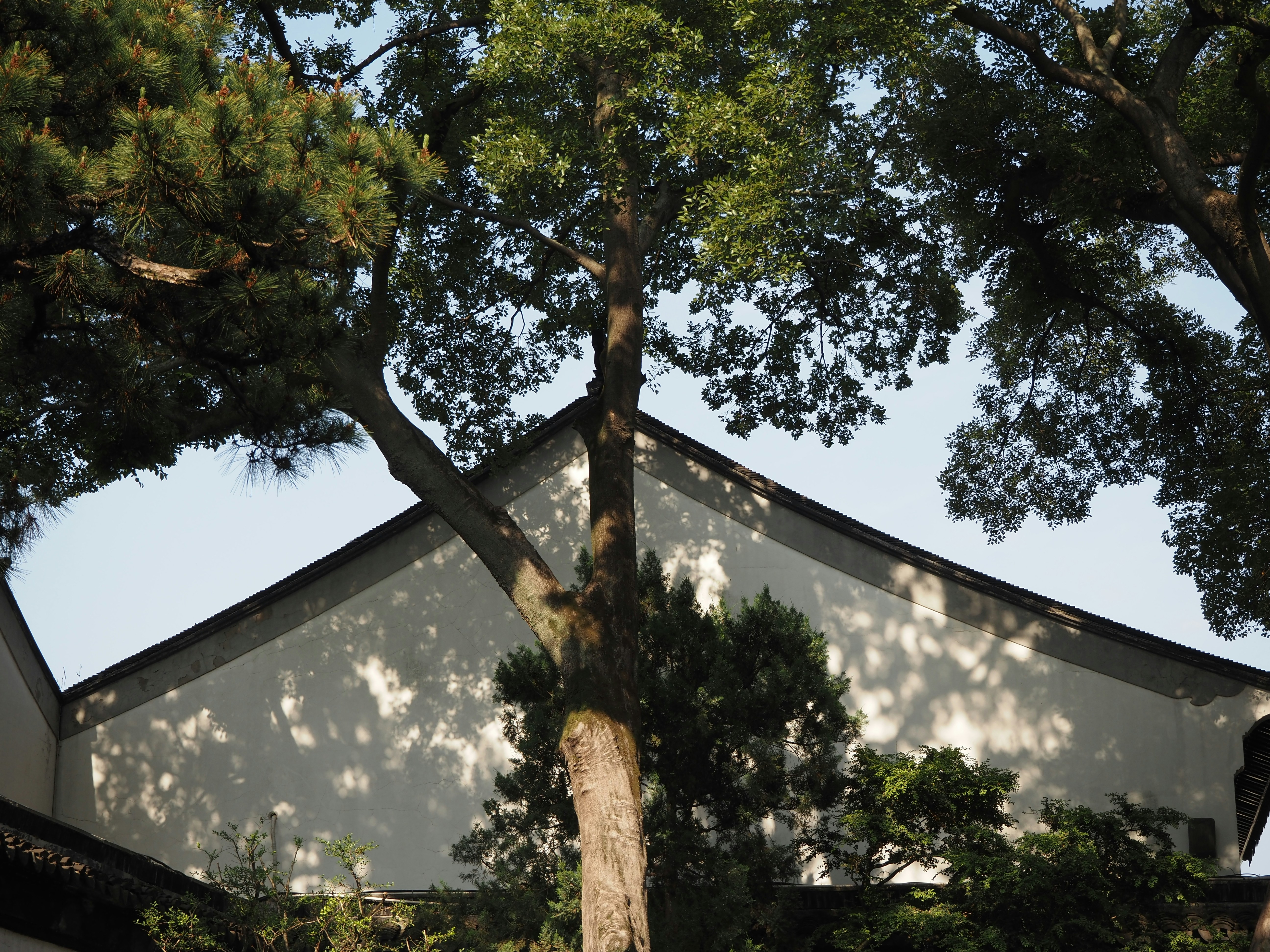 Sunlit Yew Above a Quiet Facade