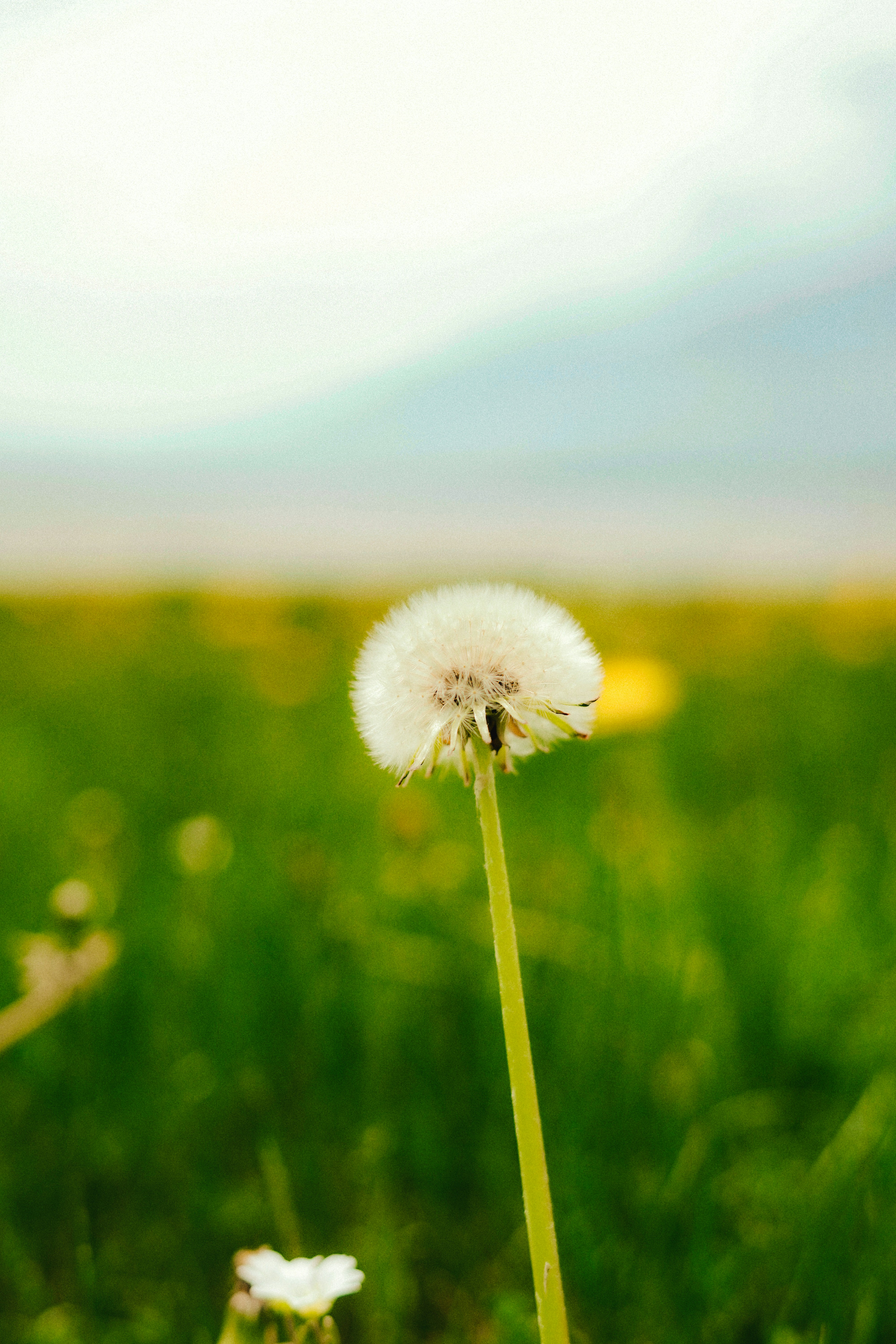  lone dandelion puff over sunlit meadow horizon
