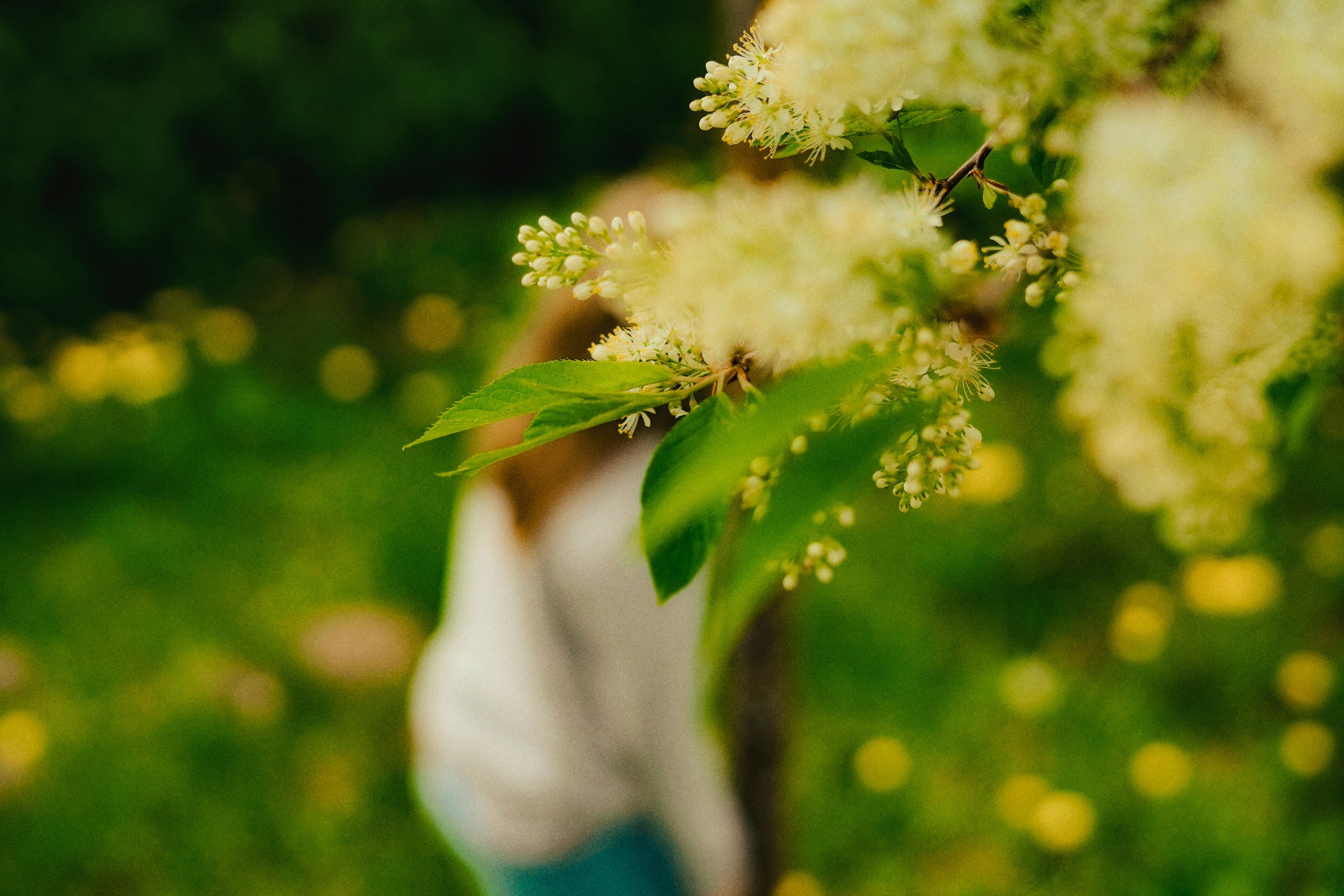 Soft Focus in a Meadow: A Branch Framing a Quiet Moment
