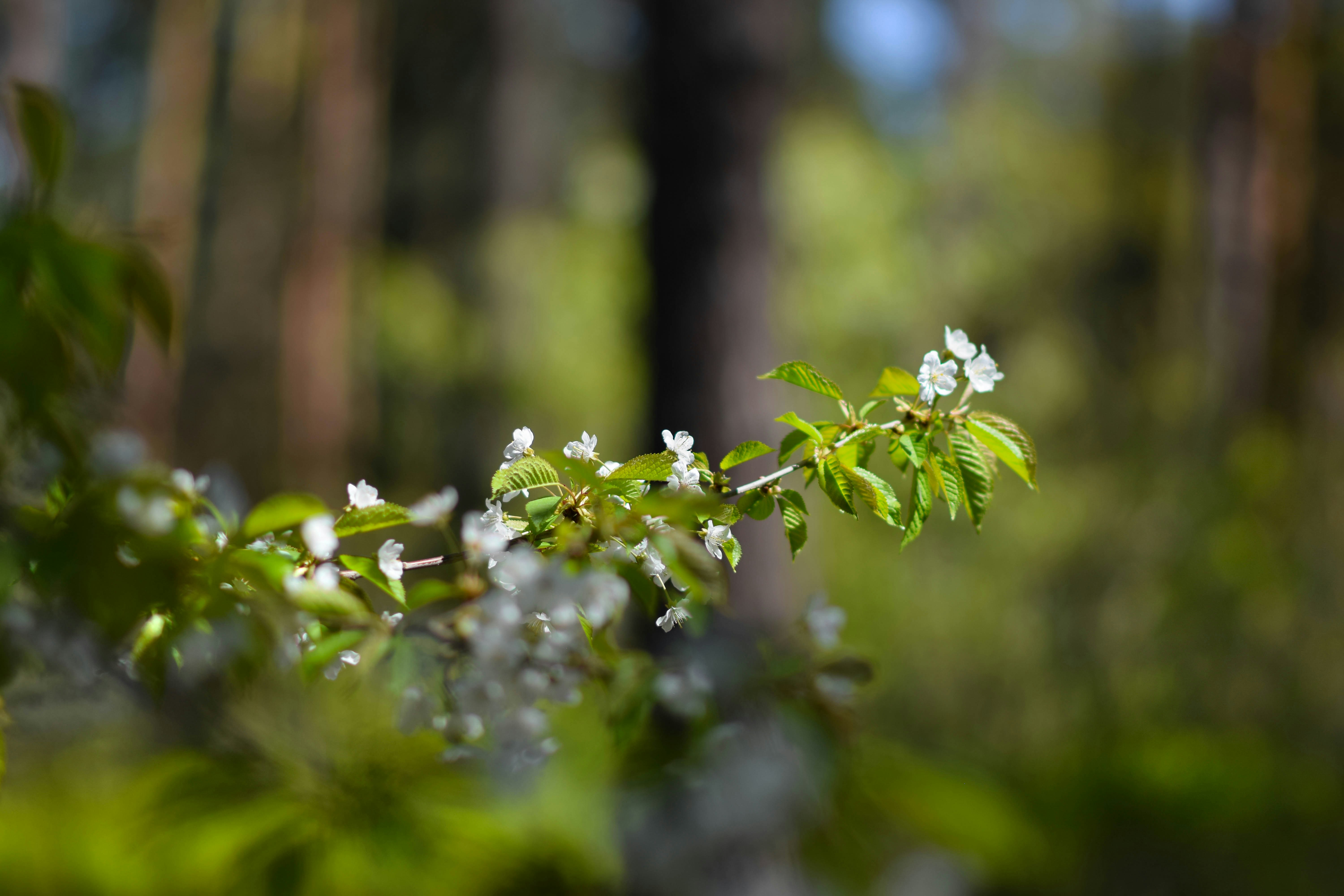 White blossoms in a sunlit forest hush