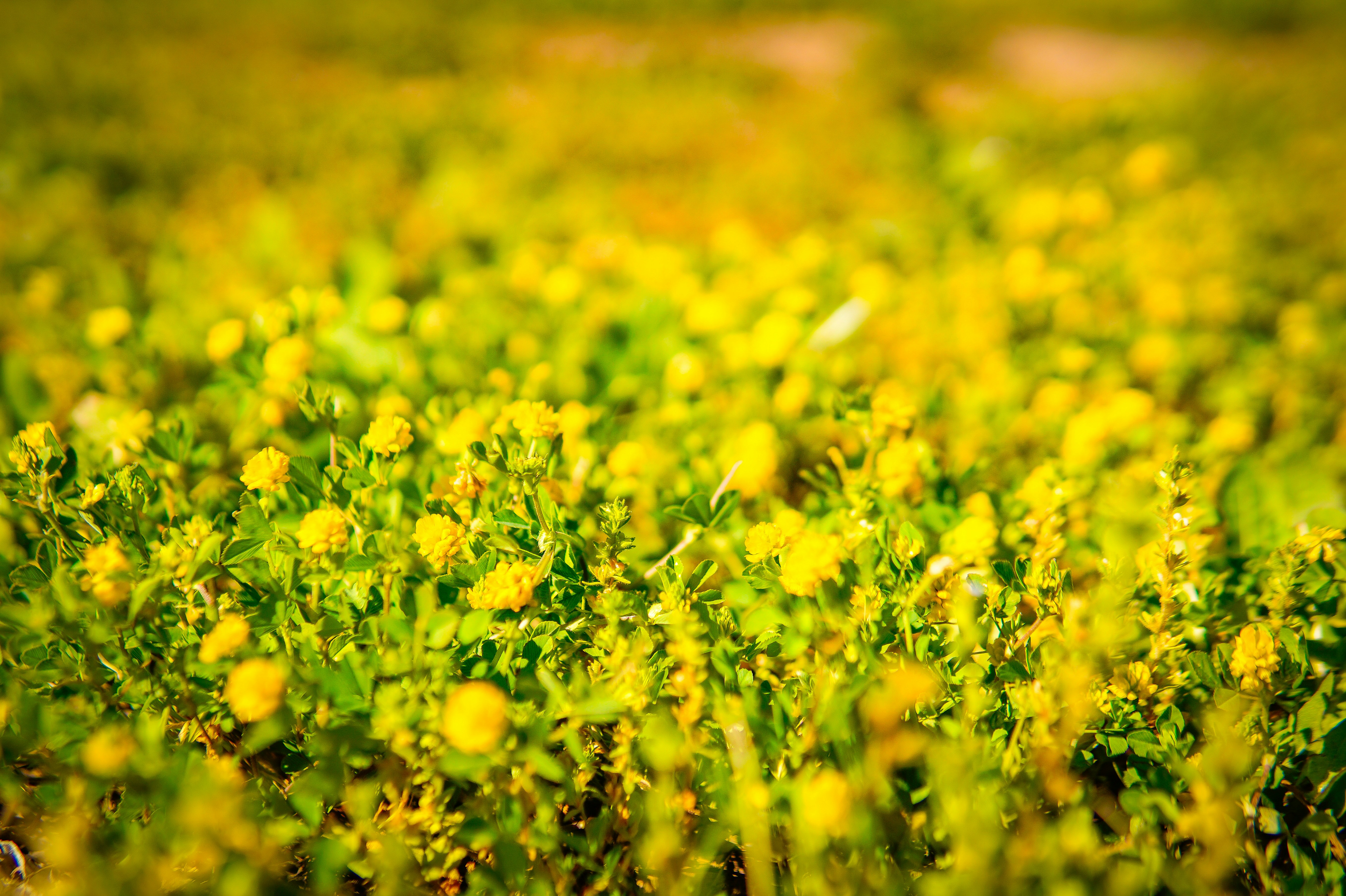 Golden Sea: A Sunlit Field of Flowers in Soft Focus