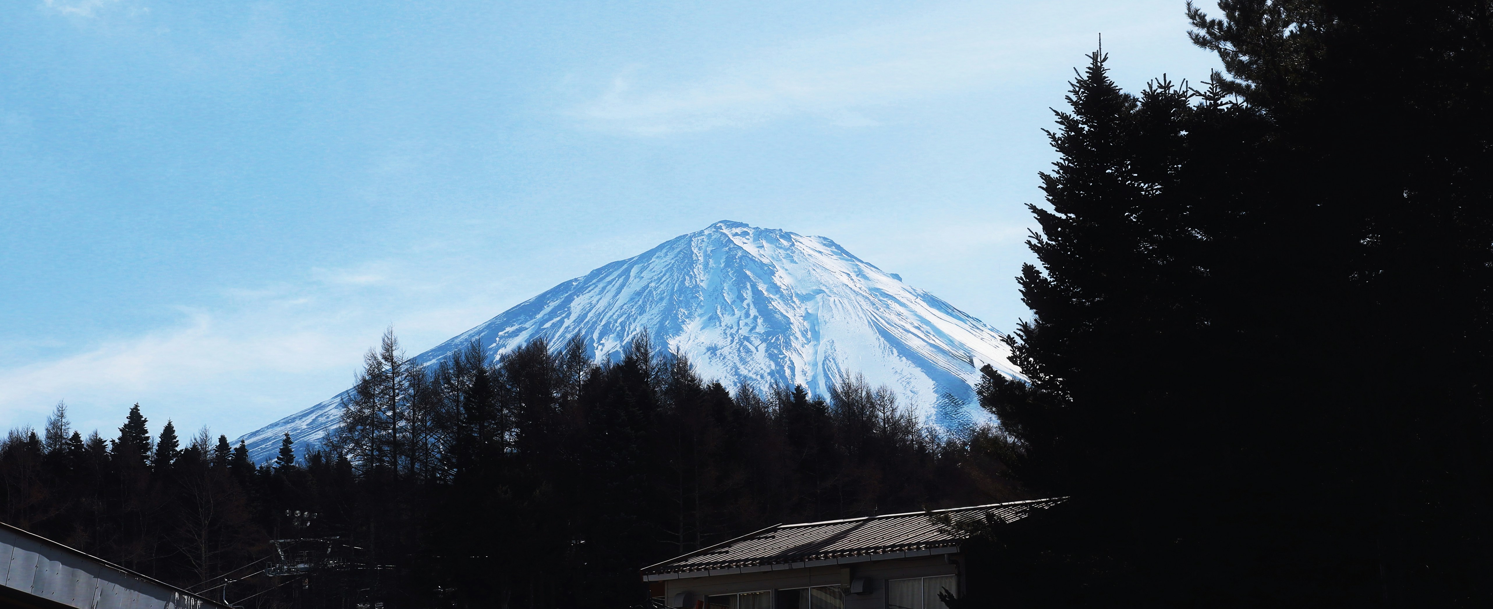 Snow-capped Peak Rising Behind Dark Pines