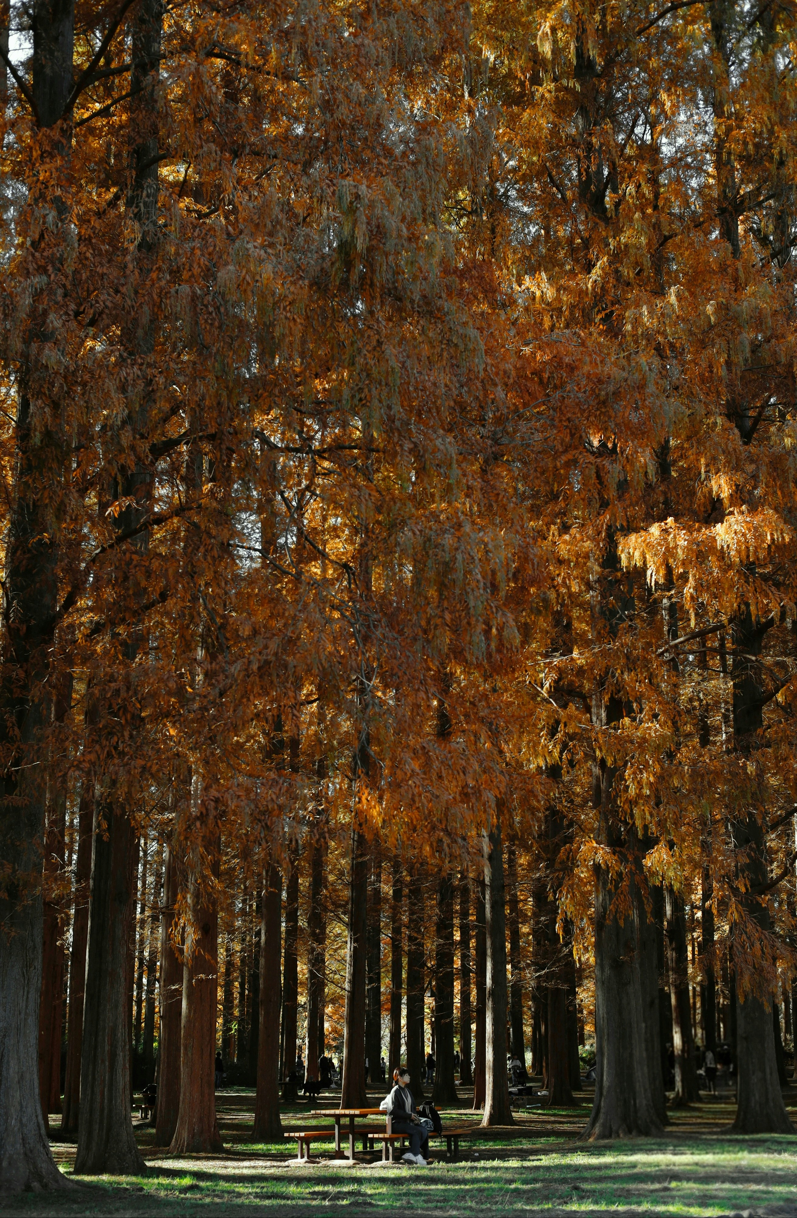Autumn Canopy Over the Park Bench