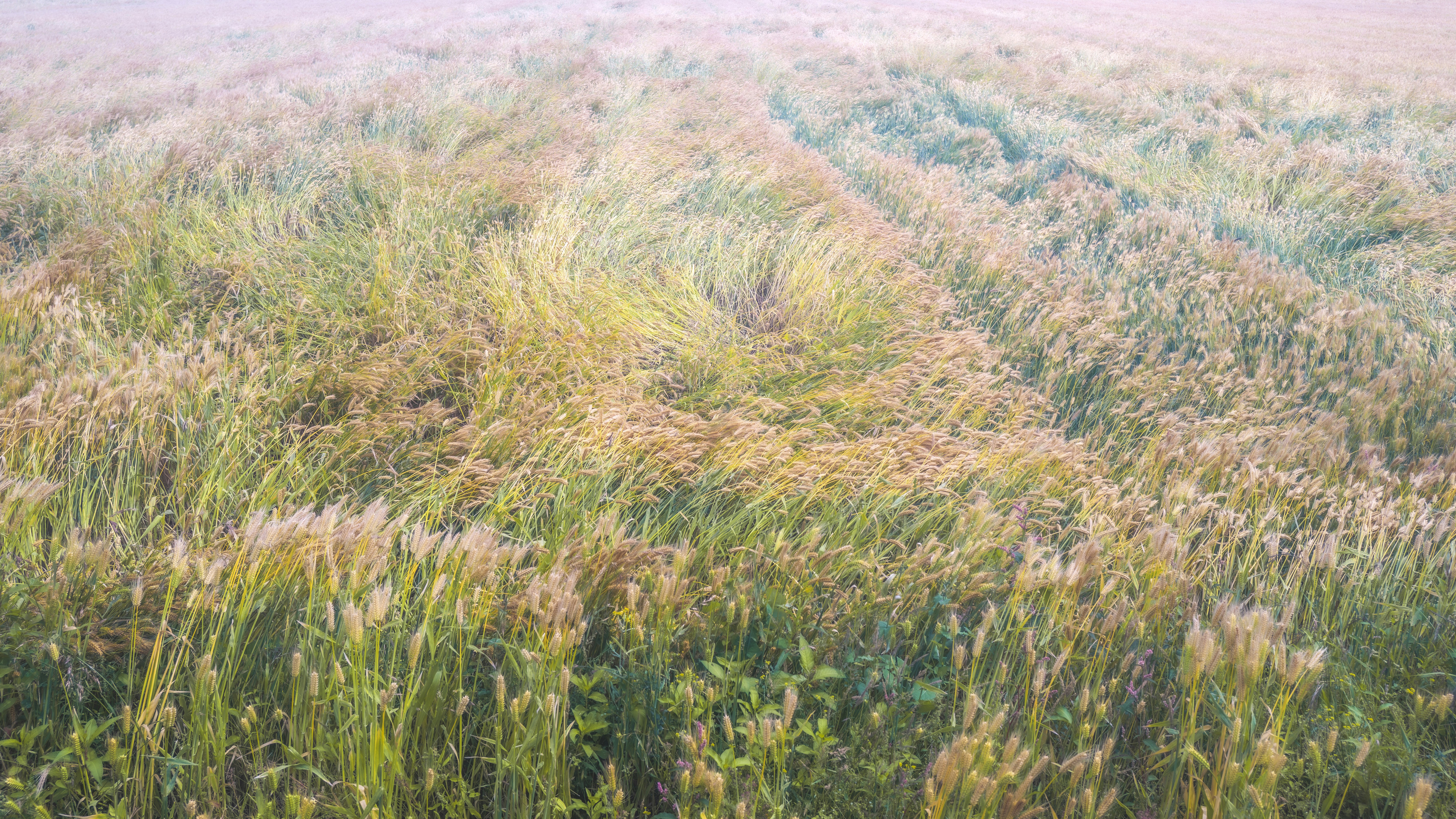 Mist over the Golden Ridge