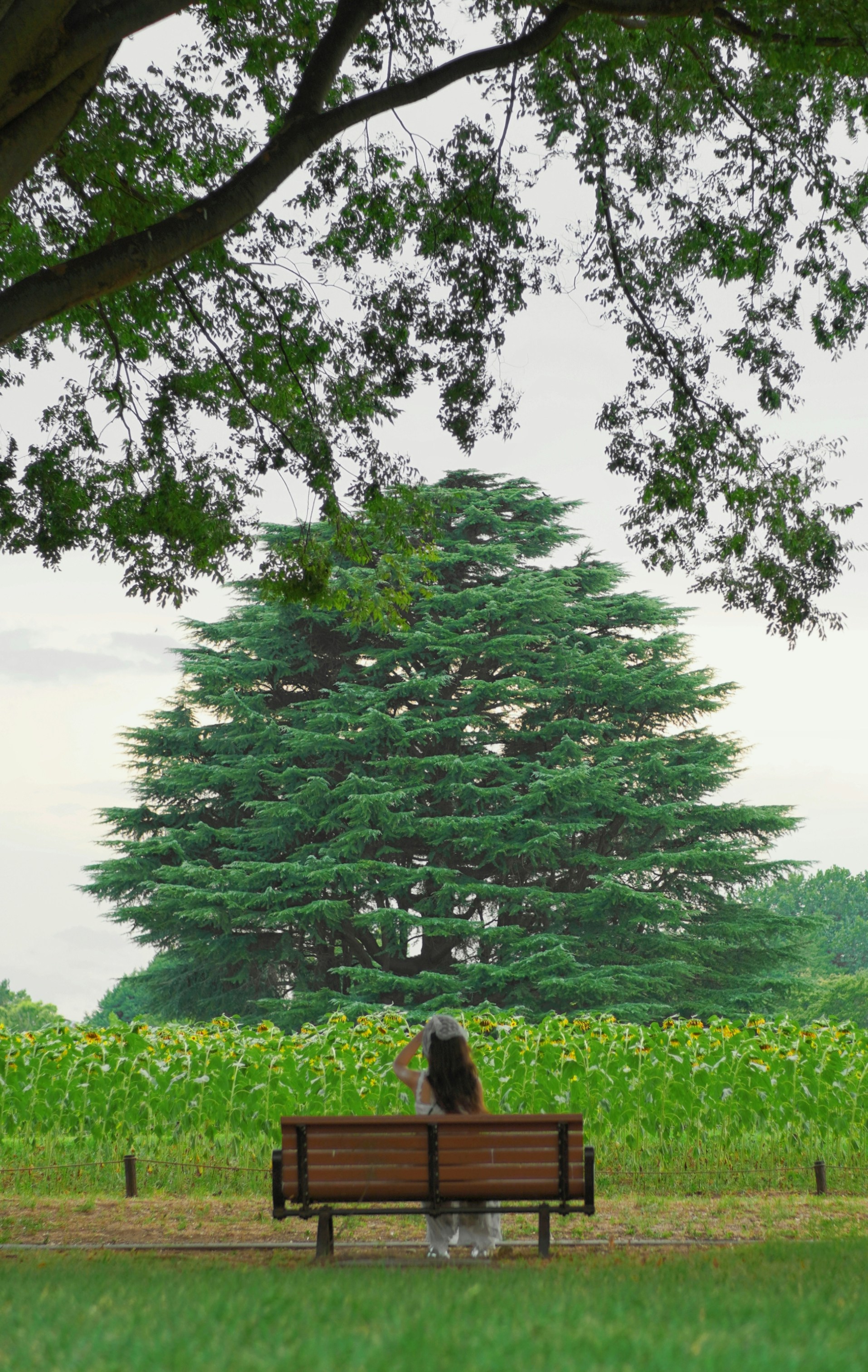 Seat of Quiet Reflection: A Figure Beneath a Monumental Tree