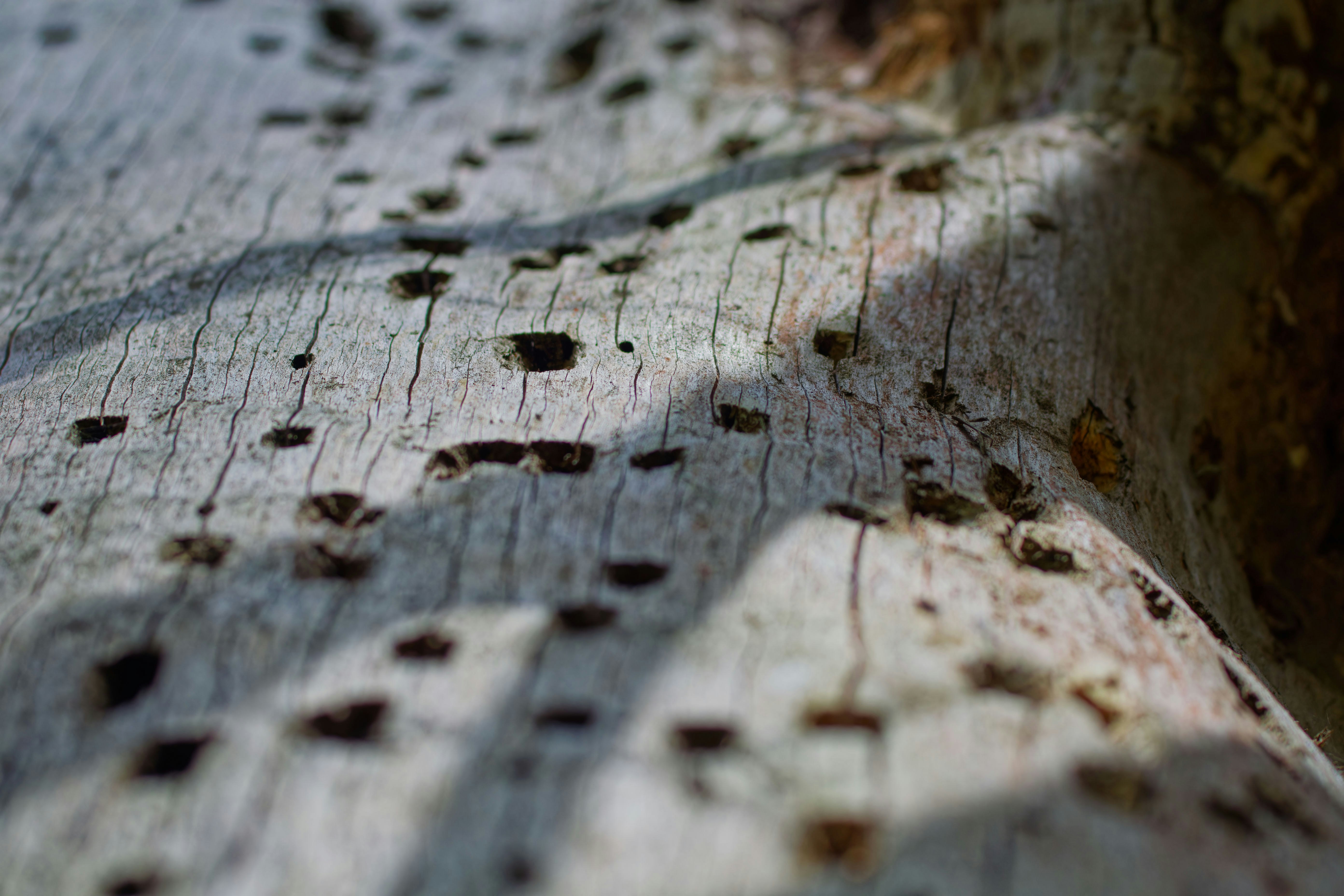 Weathered Knot: A Lichen-Pocked Log Quietly Rehearses Light