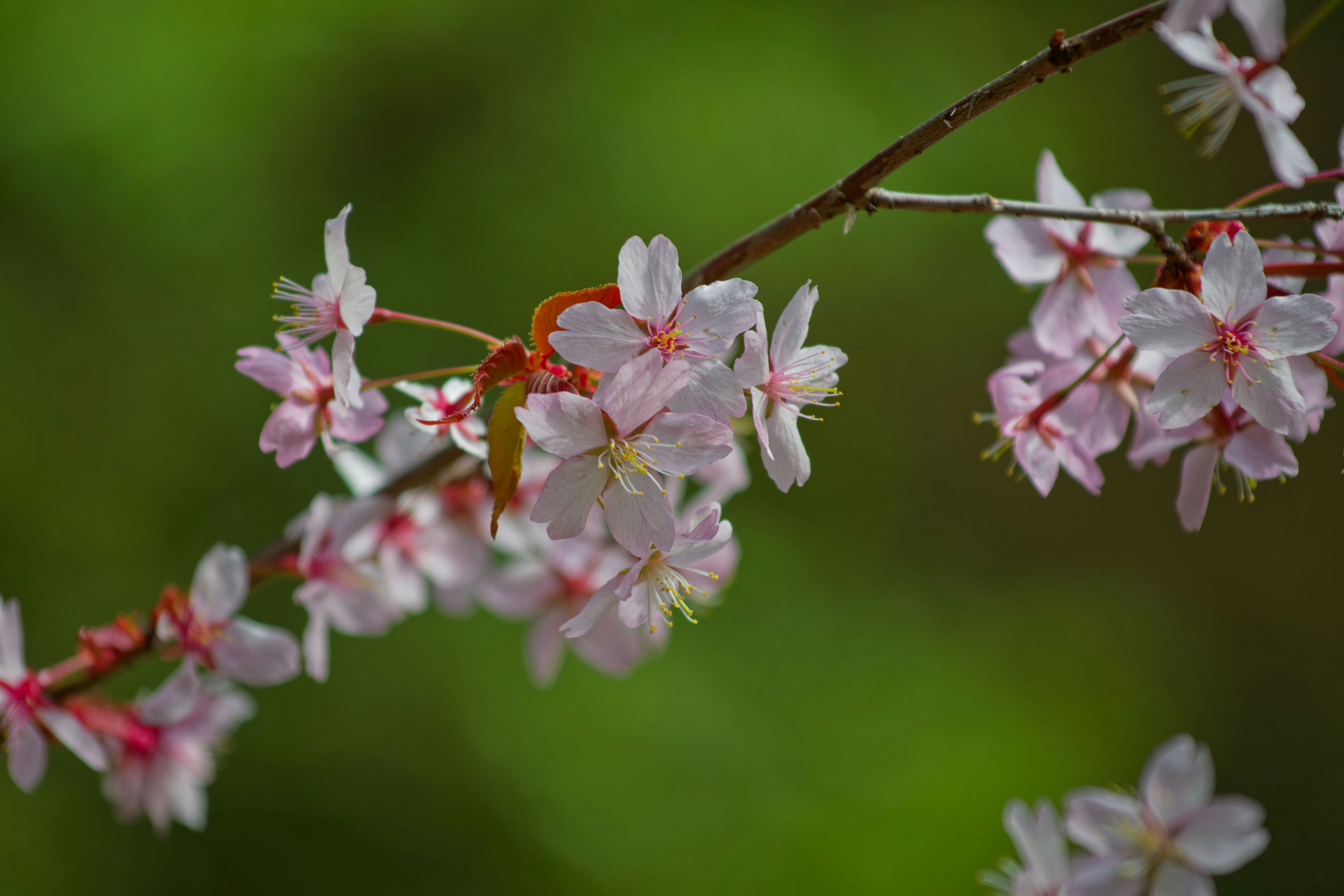 Blossoms in Focus: Soft Pink Petals on a Watercolor Branch