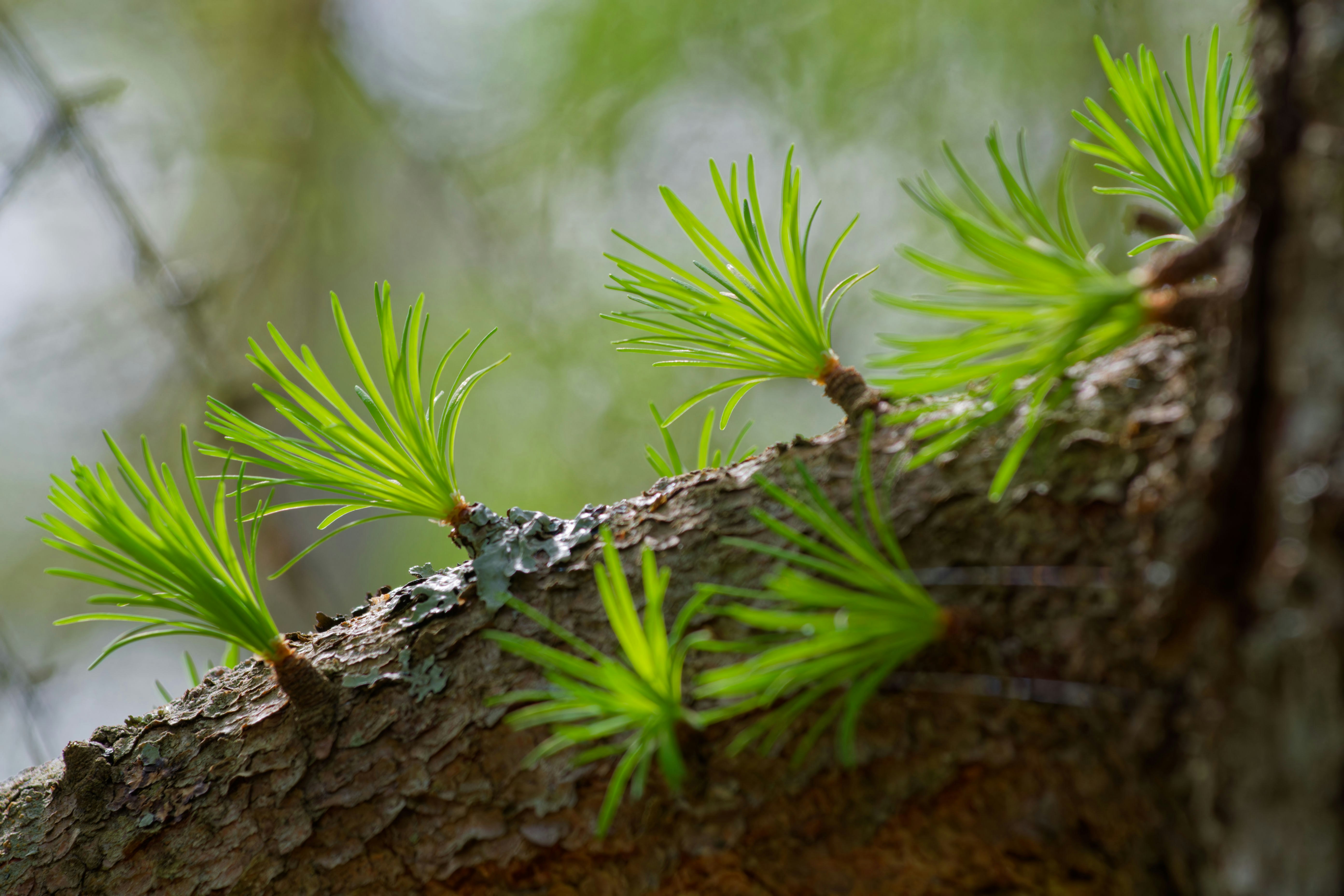 Emerald Pine Needles on a Weathered Bark