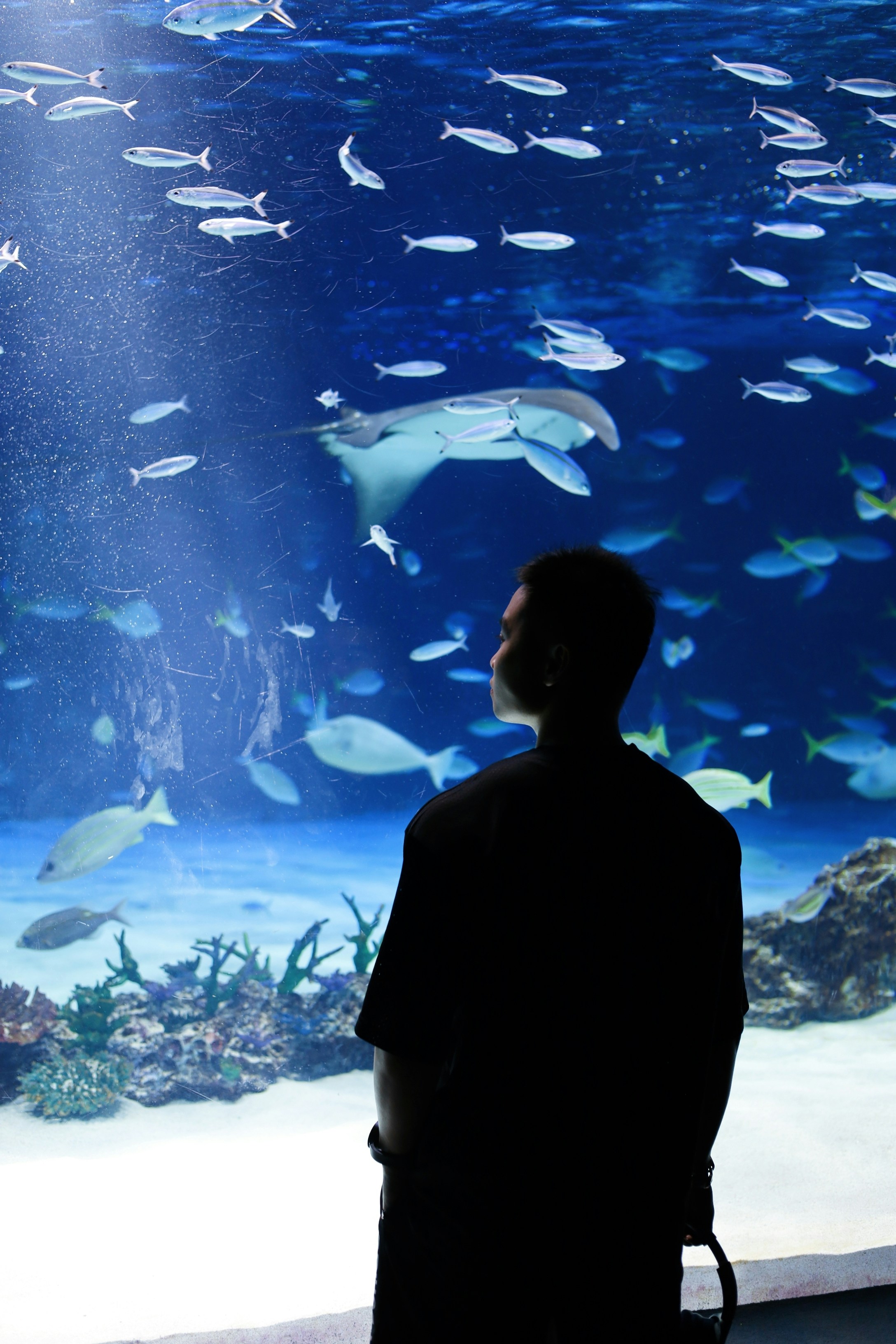 Silhouette in the Oceanarium: A Quiet Gaze Beneath the School of Silver