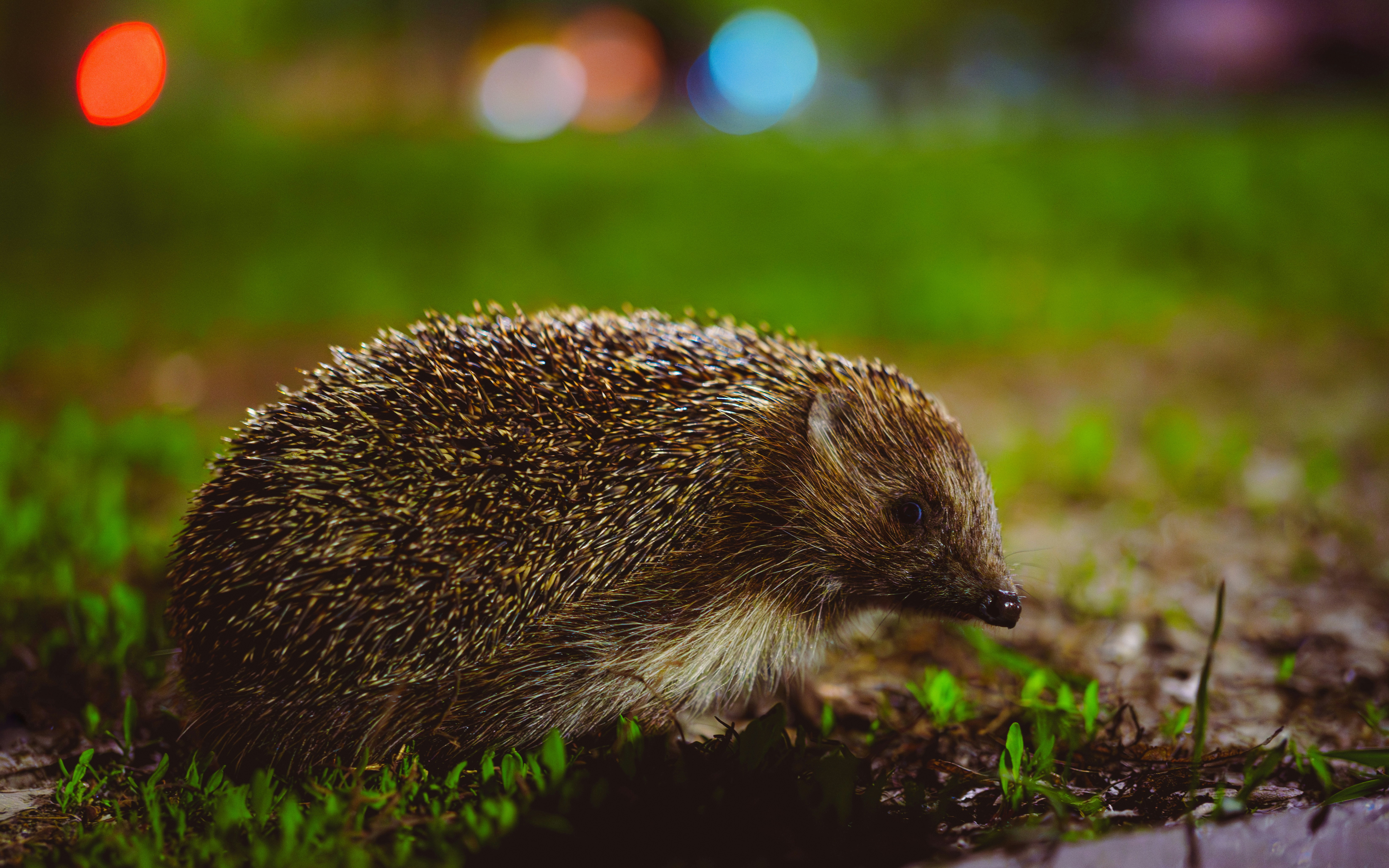 Hedgehog on a Damp Morning: Quiet Foraging in Low Light