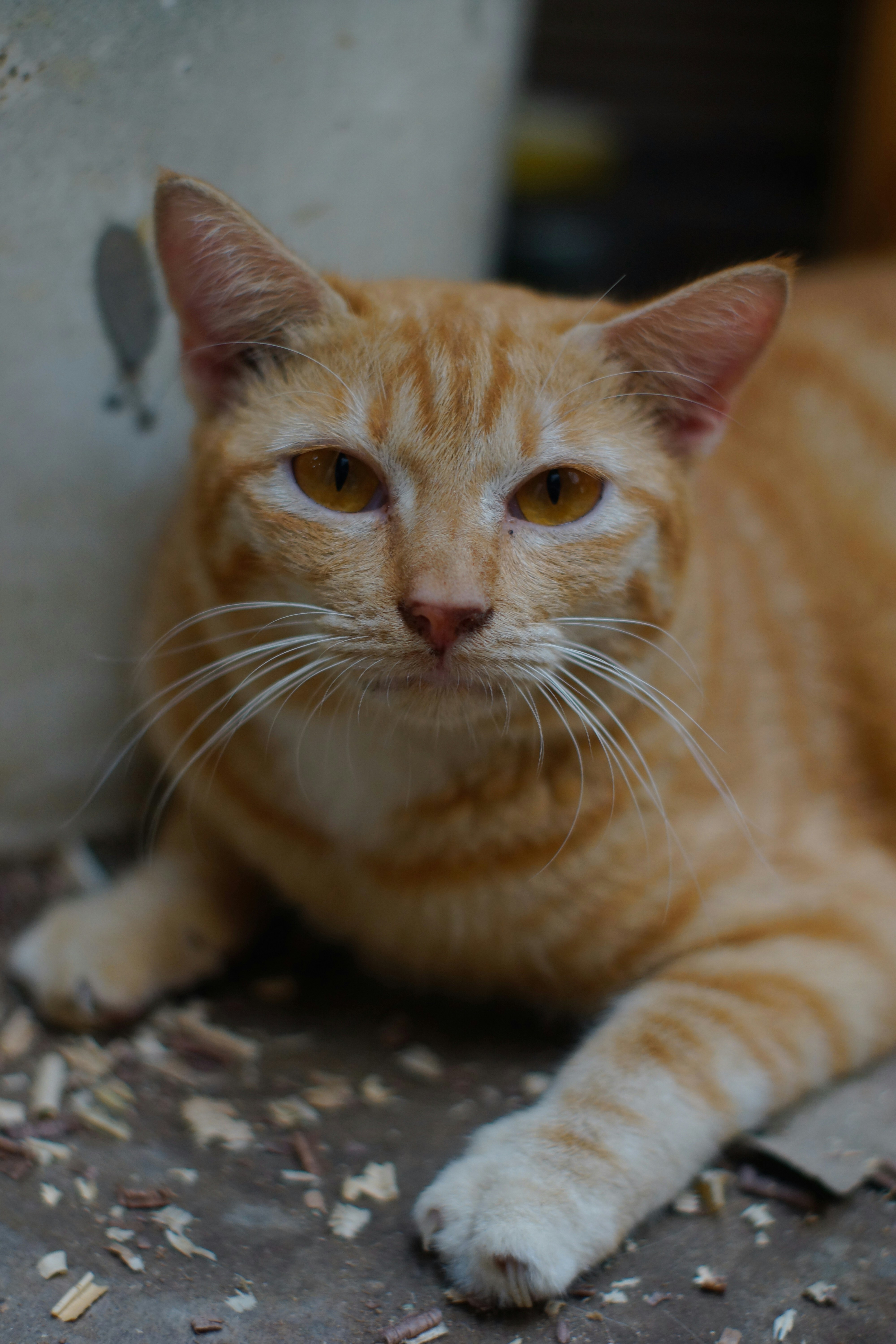 Amber gaze: a ginger cat resting in the doorway