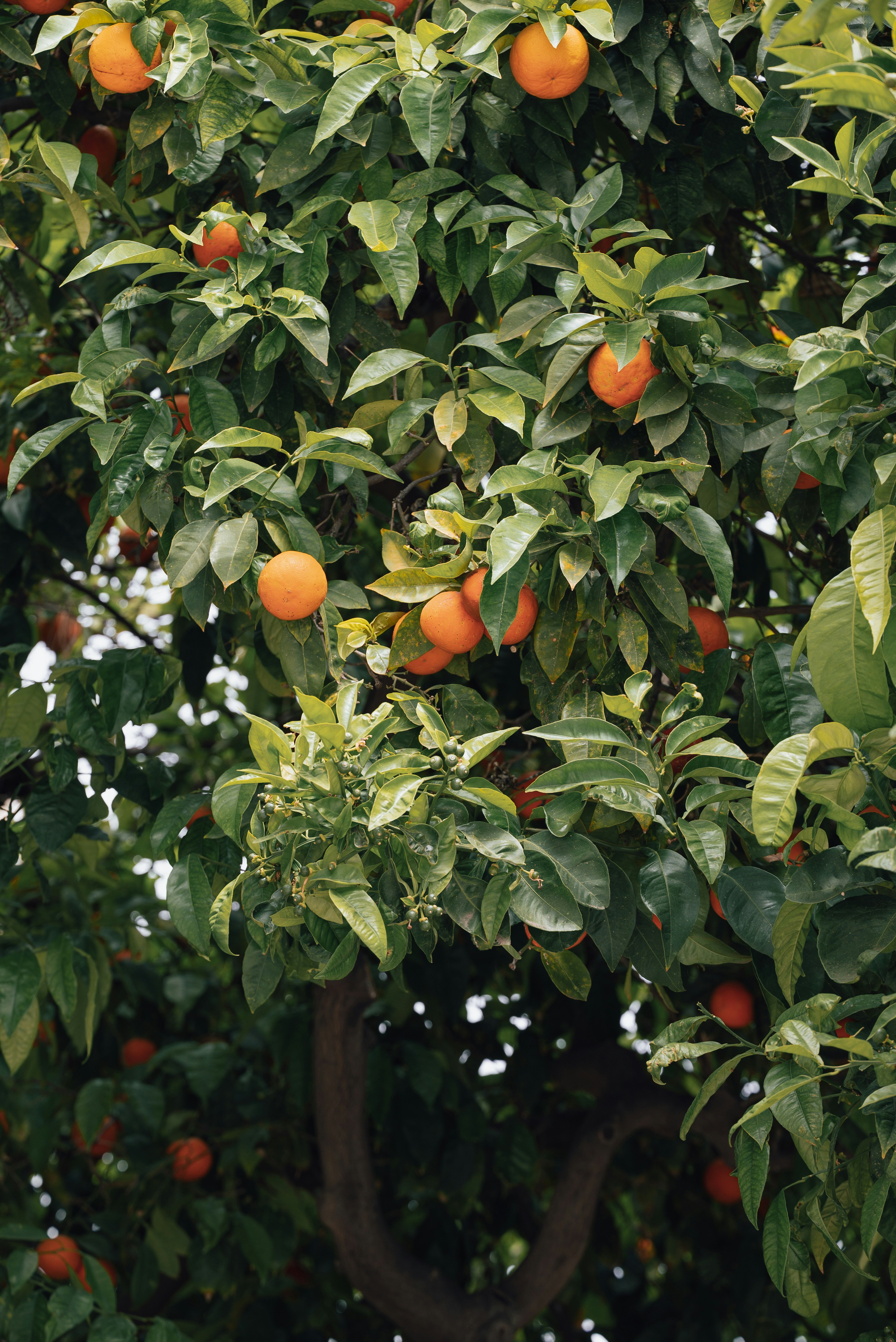 Orange Orchard in Full Canopy
