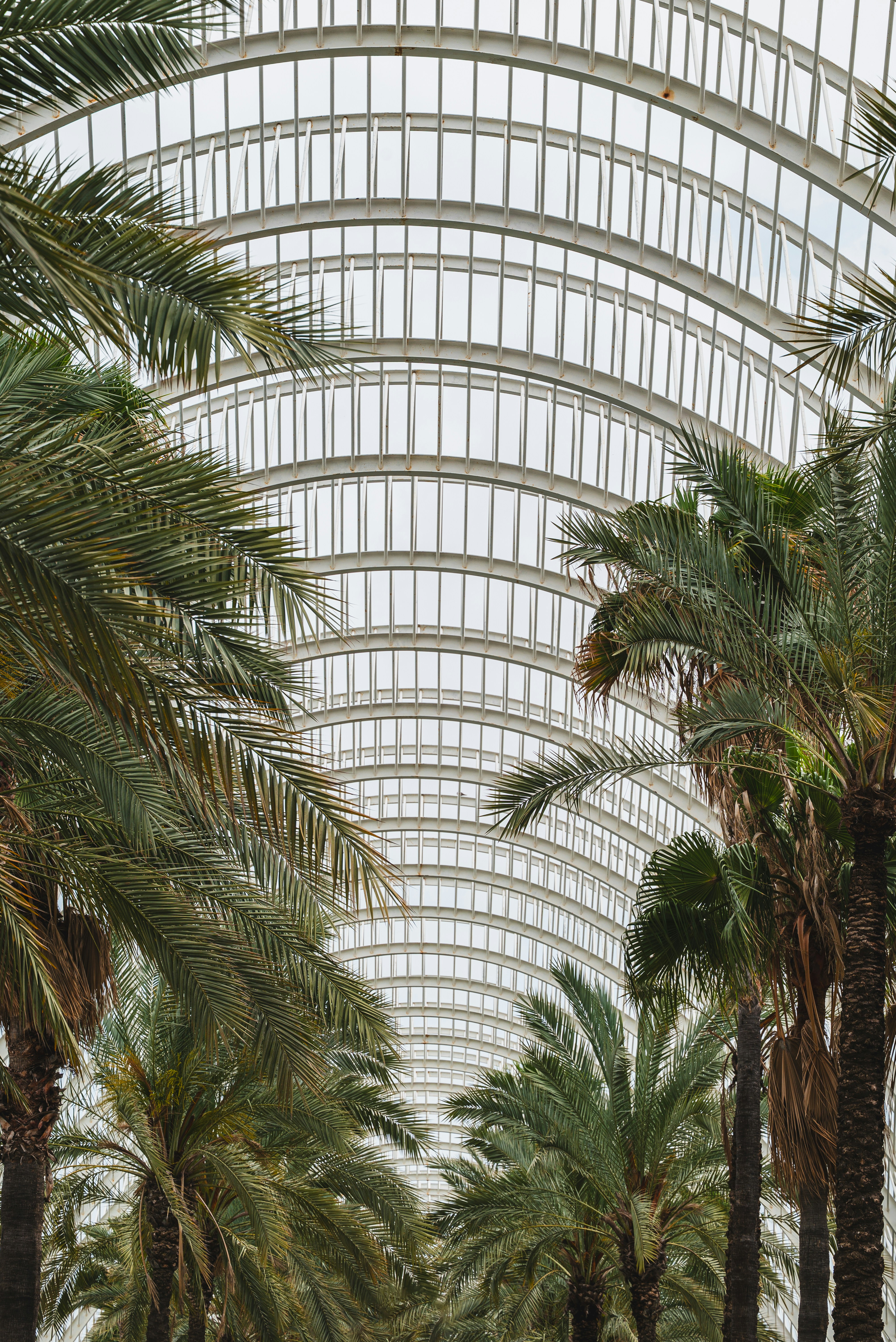 Palm trees under a modern glass arched roof
