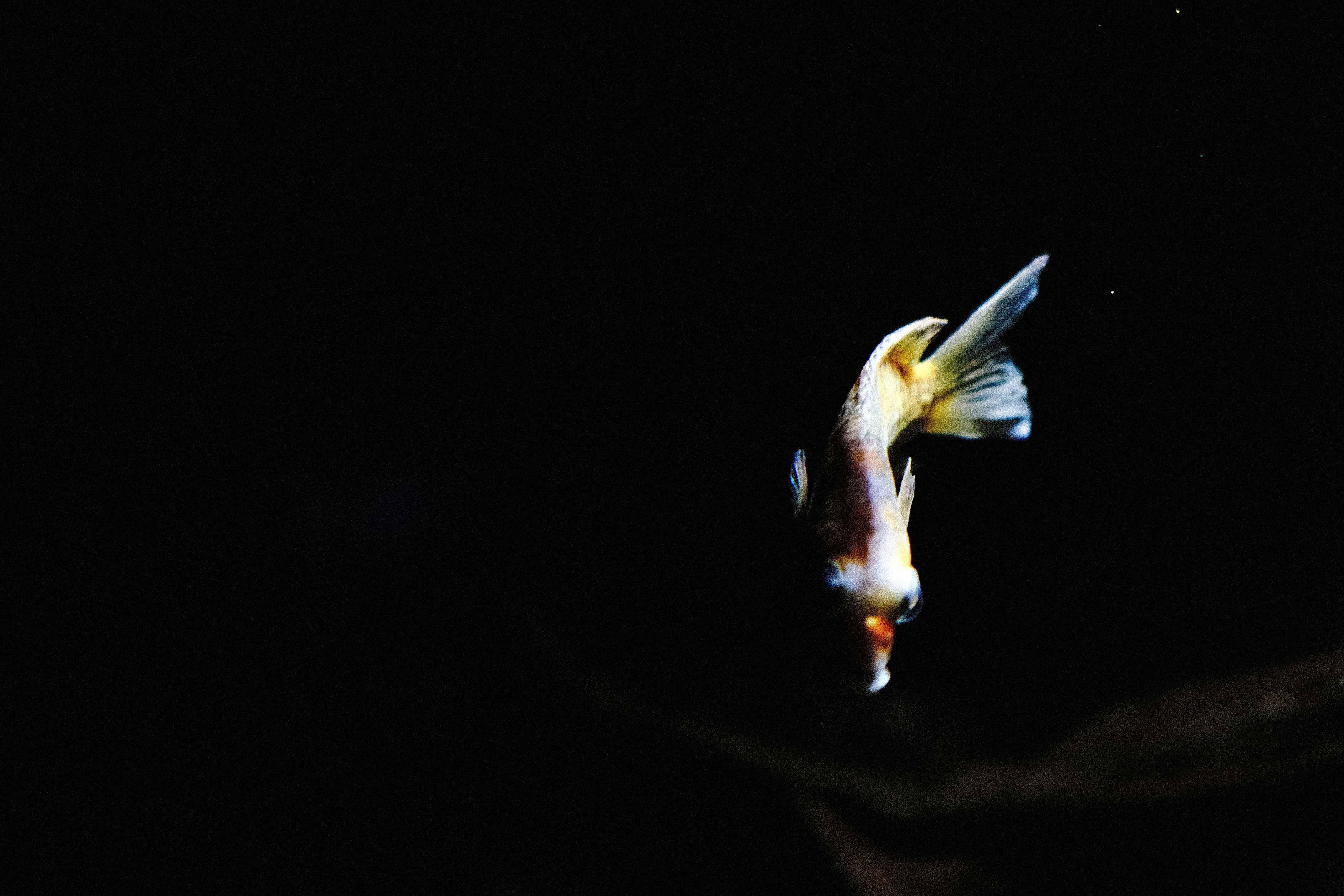 Midnight Diver: A Fish Leaping Into Darkness
