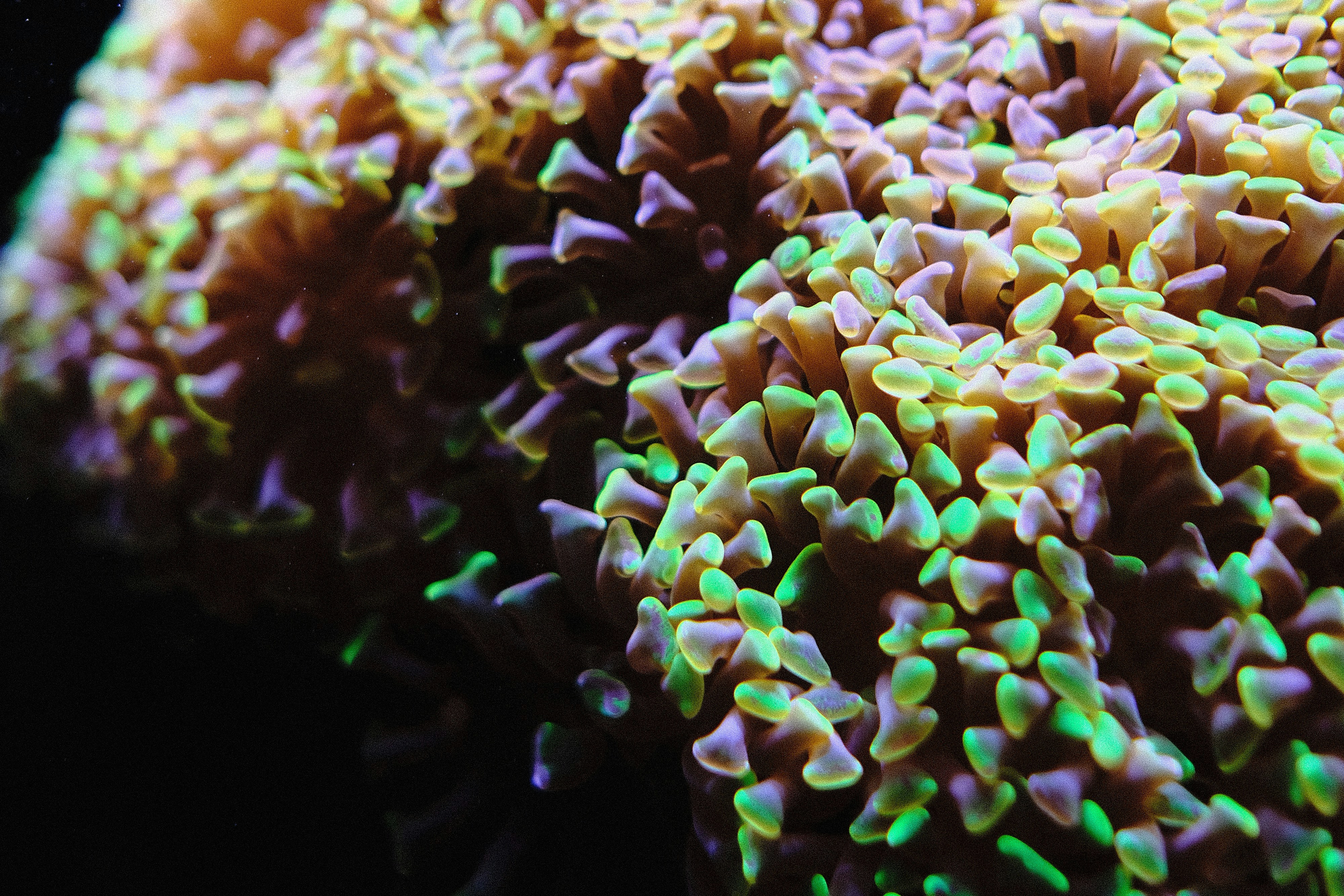 Neon Macro Coral: A Close-Up of Fluorescent Polyps