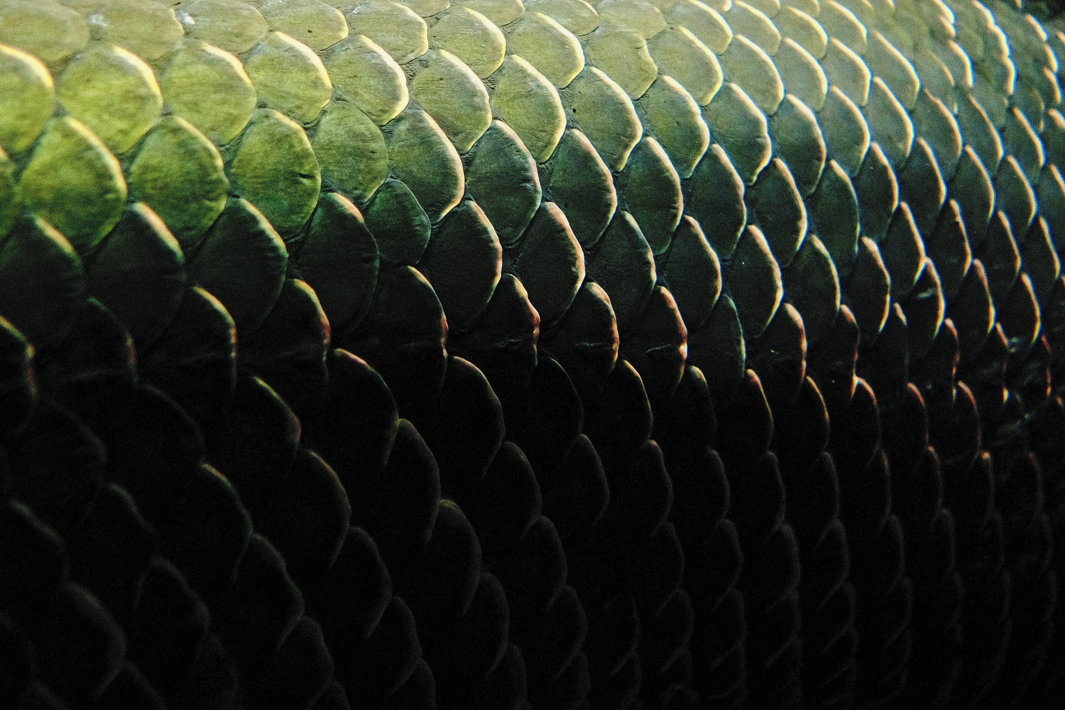 Scale and Shine: A Close-Up Study of Iridescent Fish Scales