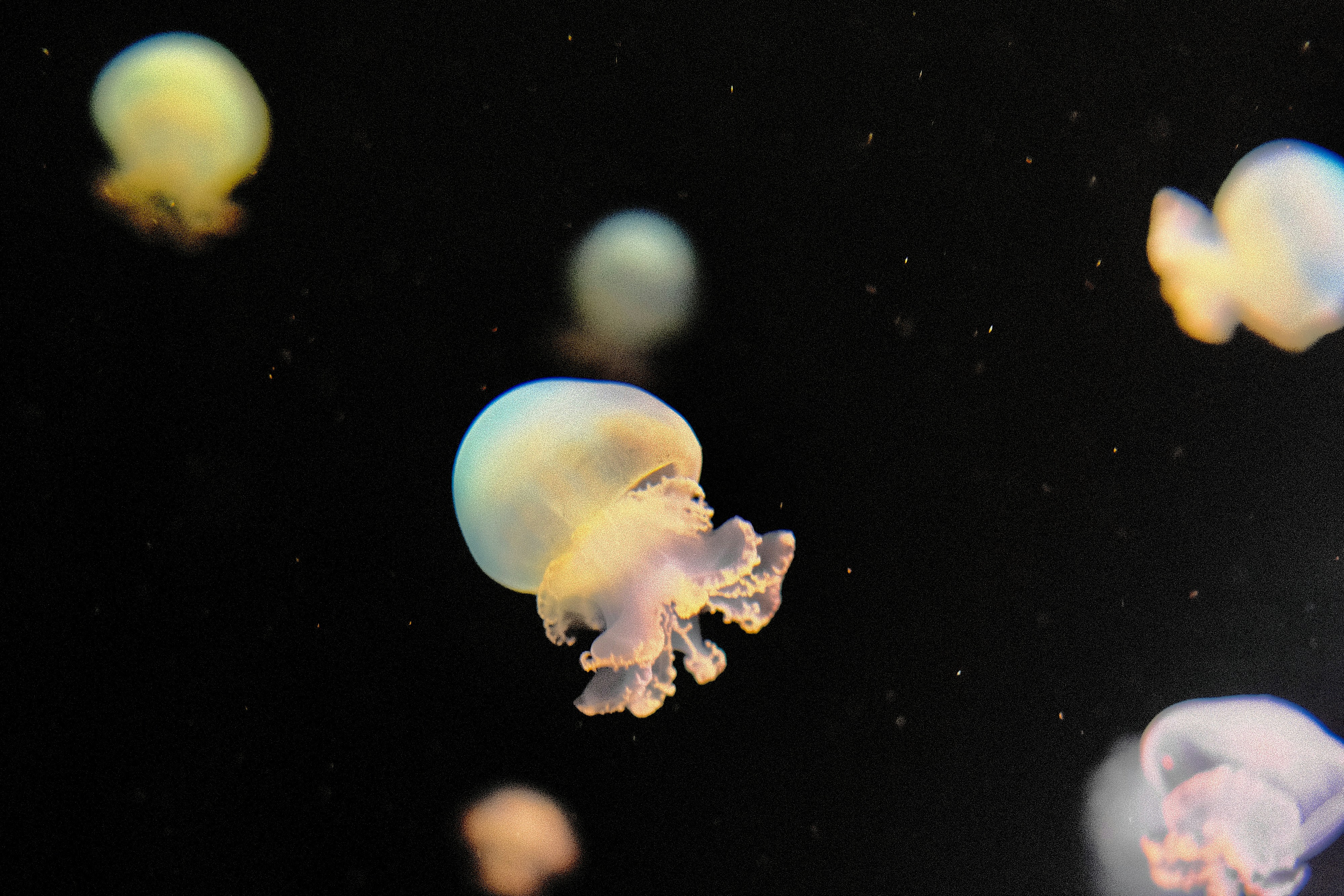 Glowing Ocean Nomads: Jellyfish Drifting in a Velvet Abyss