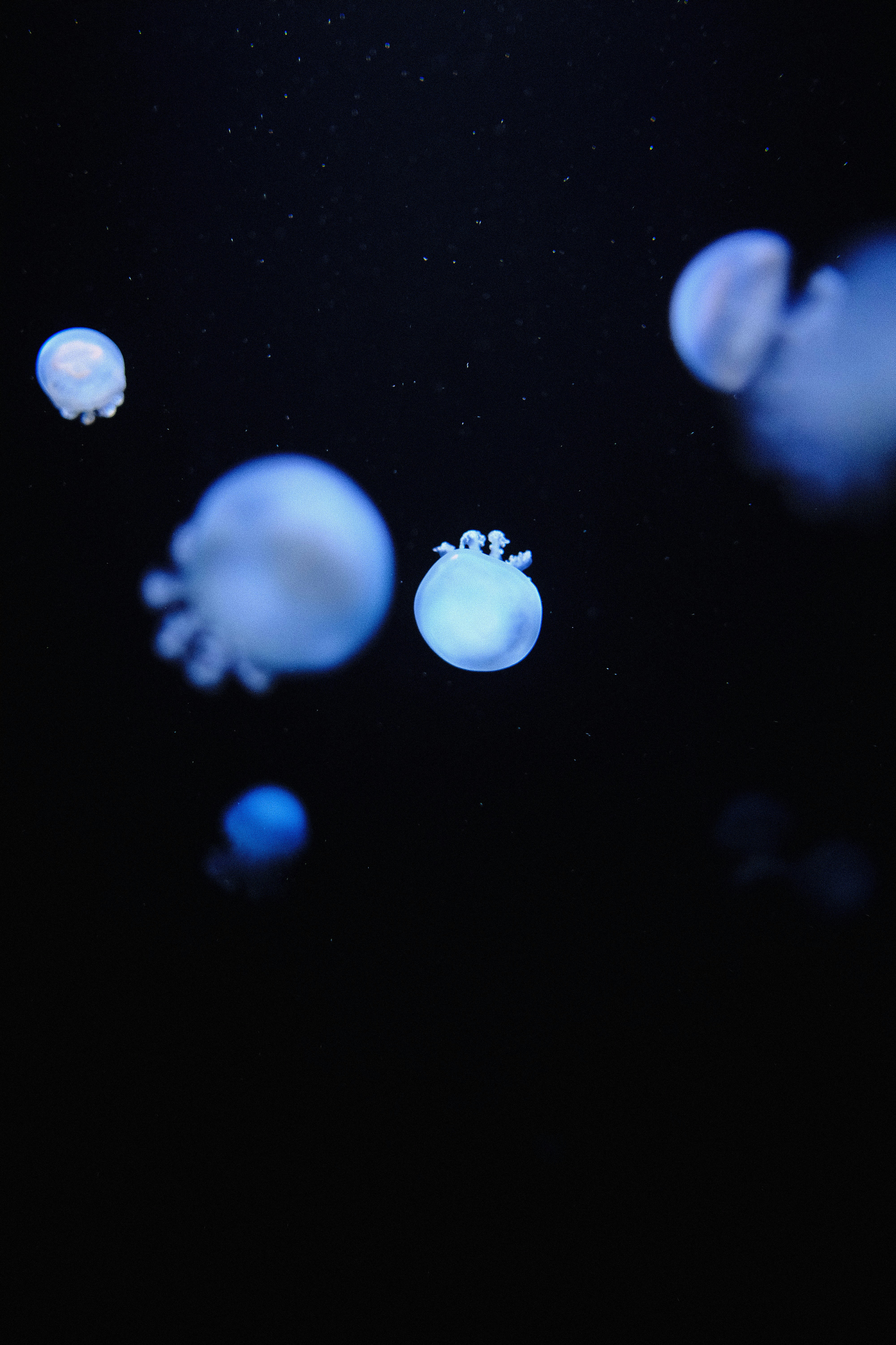 Moonlit Bloom: Blue Jellyfish Drift Through a Starglow Abyss