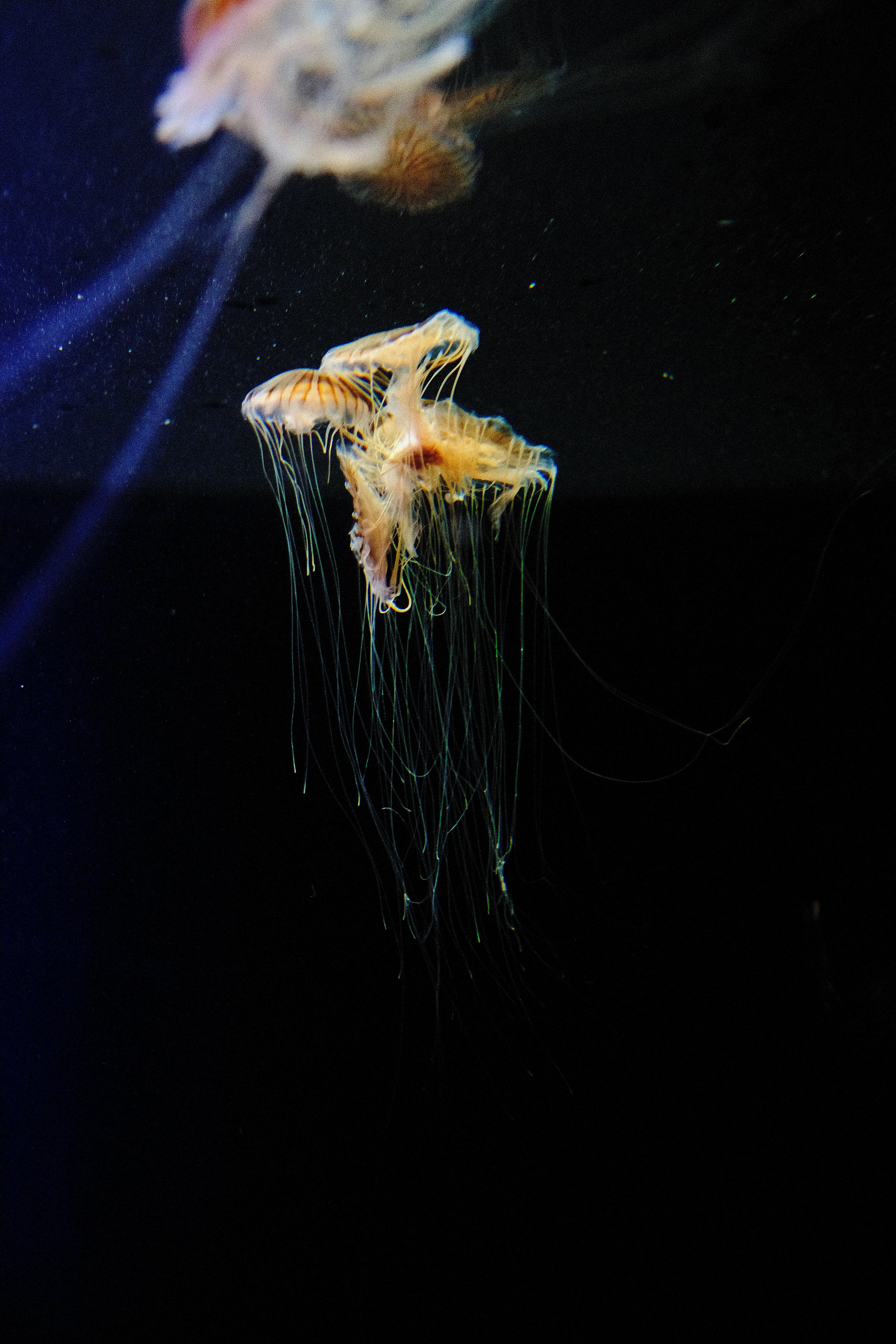 Floating Gossamer: Jellyfish Fragments in a Dark Marine Stage