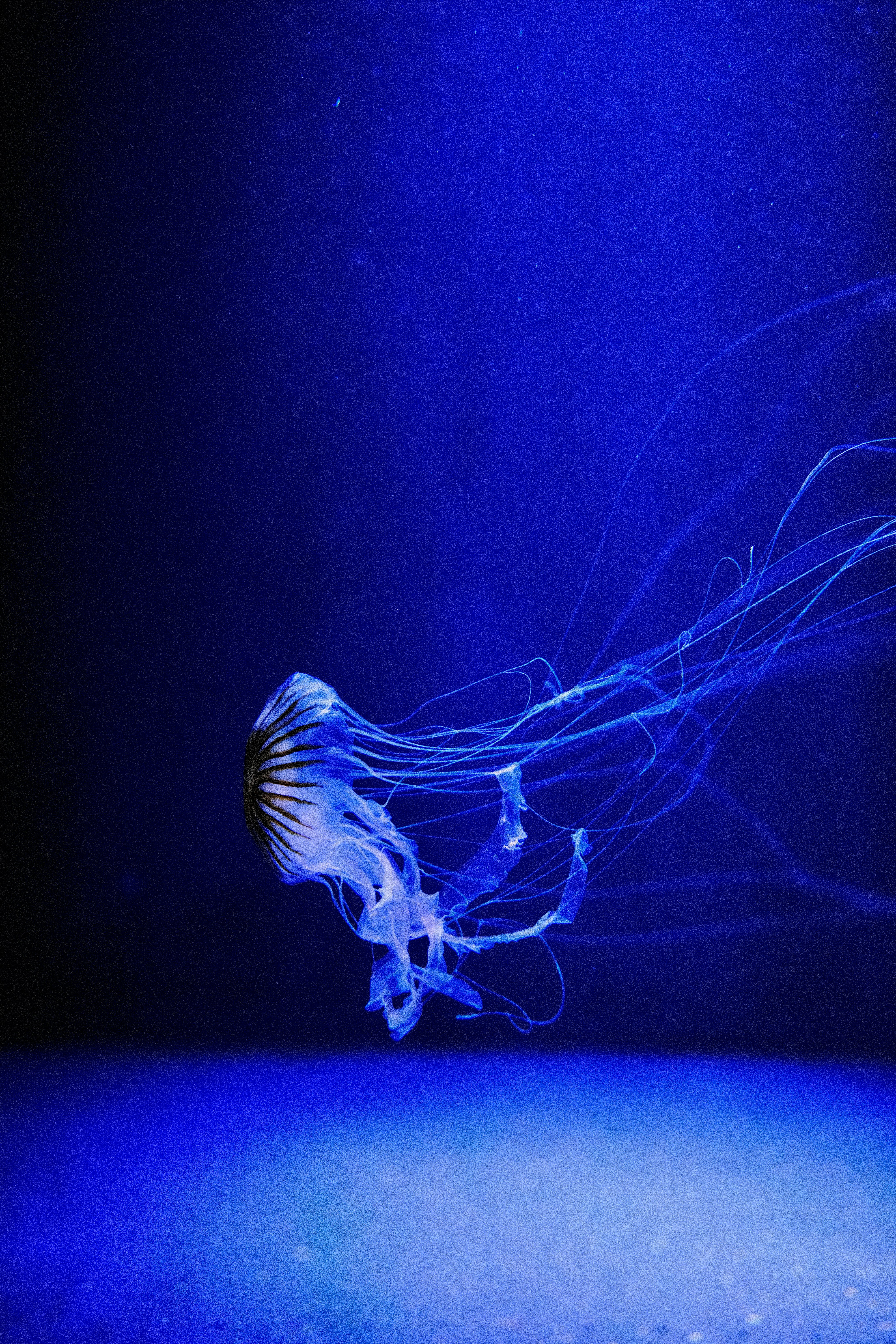 Moonlit Drift: a solitary jellyfish gliding through cobalt twilight