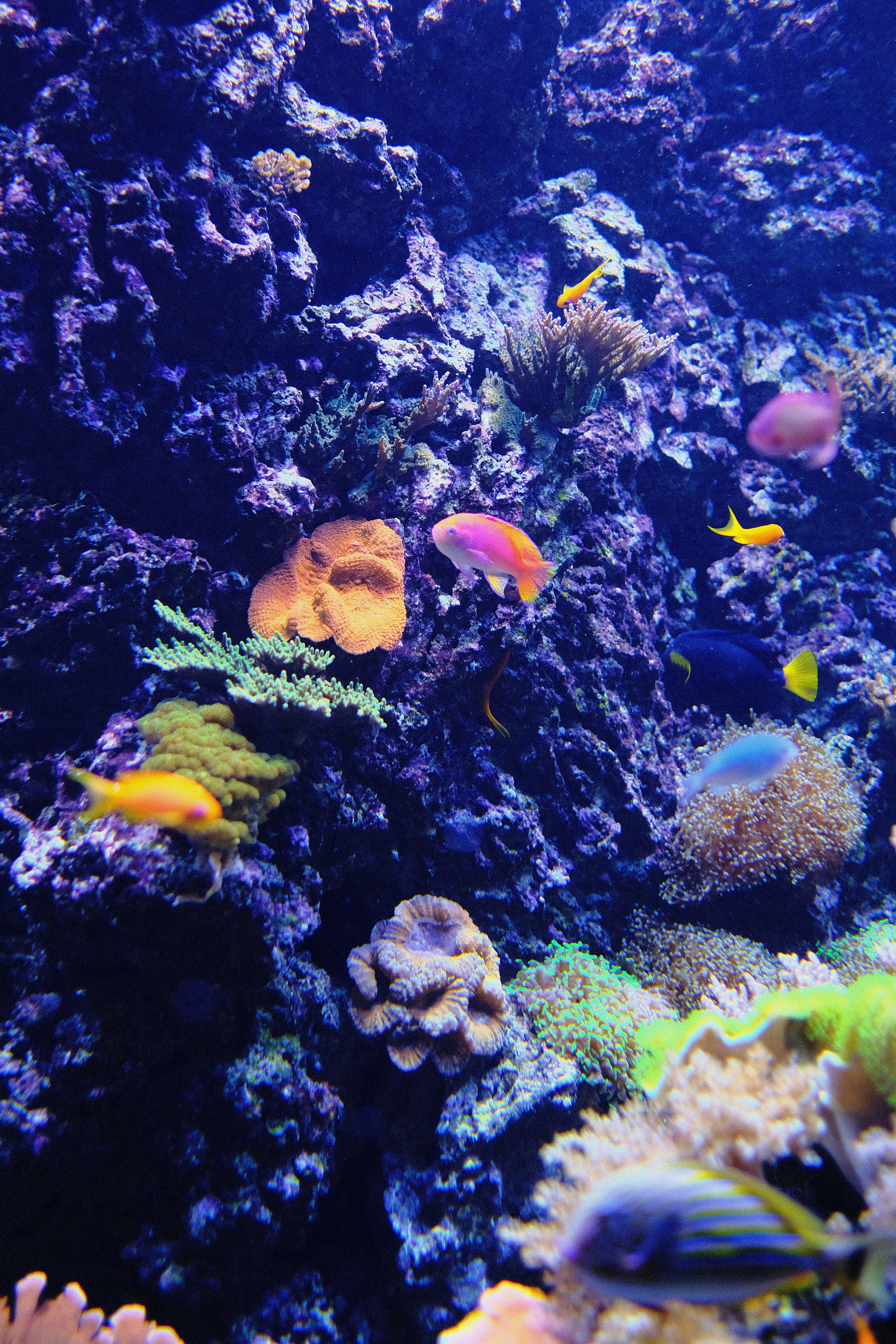 Vibrant Coral choir: a reef of neon fish in blue-tinted light