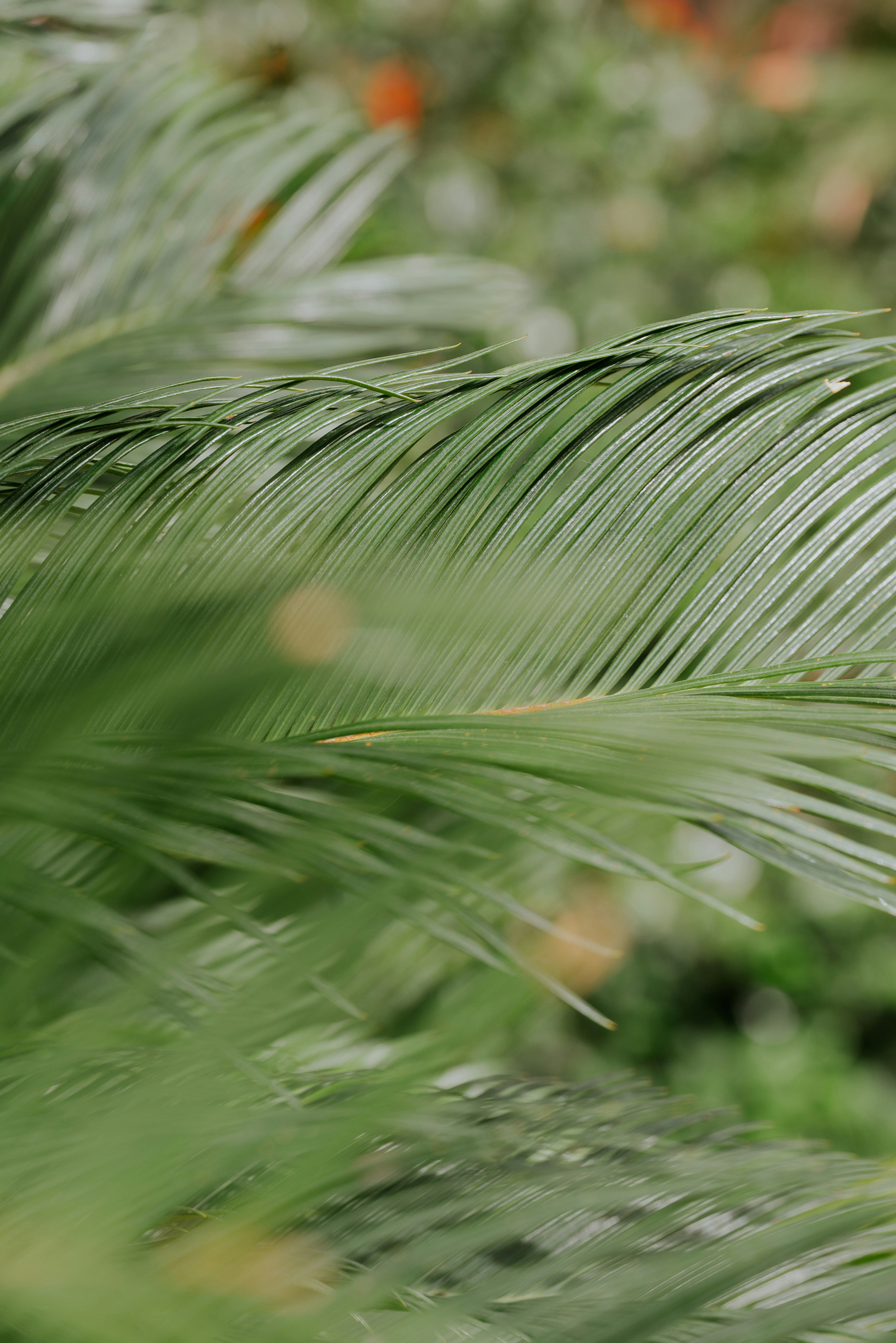 Fronds in Focus: a Quiet Moment of Green Lace