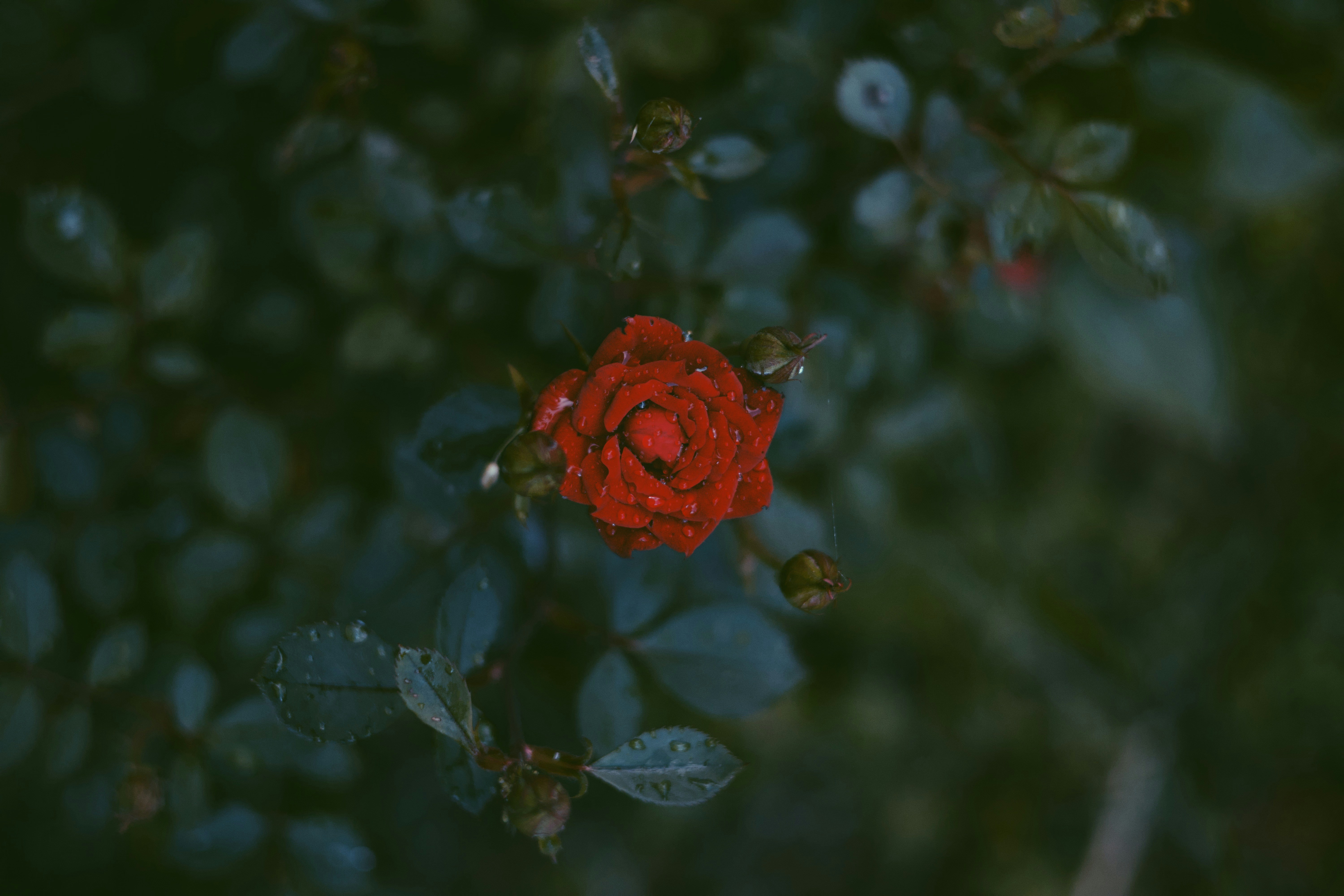 Crimson Rose in a Quiet Garden