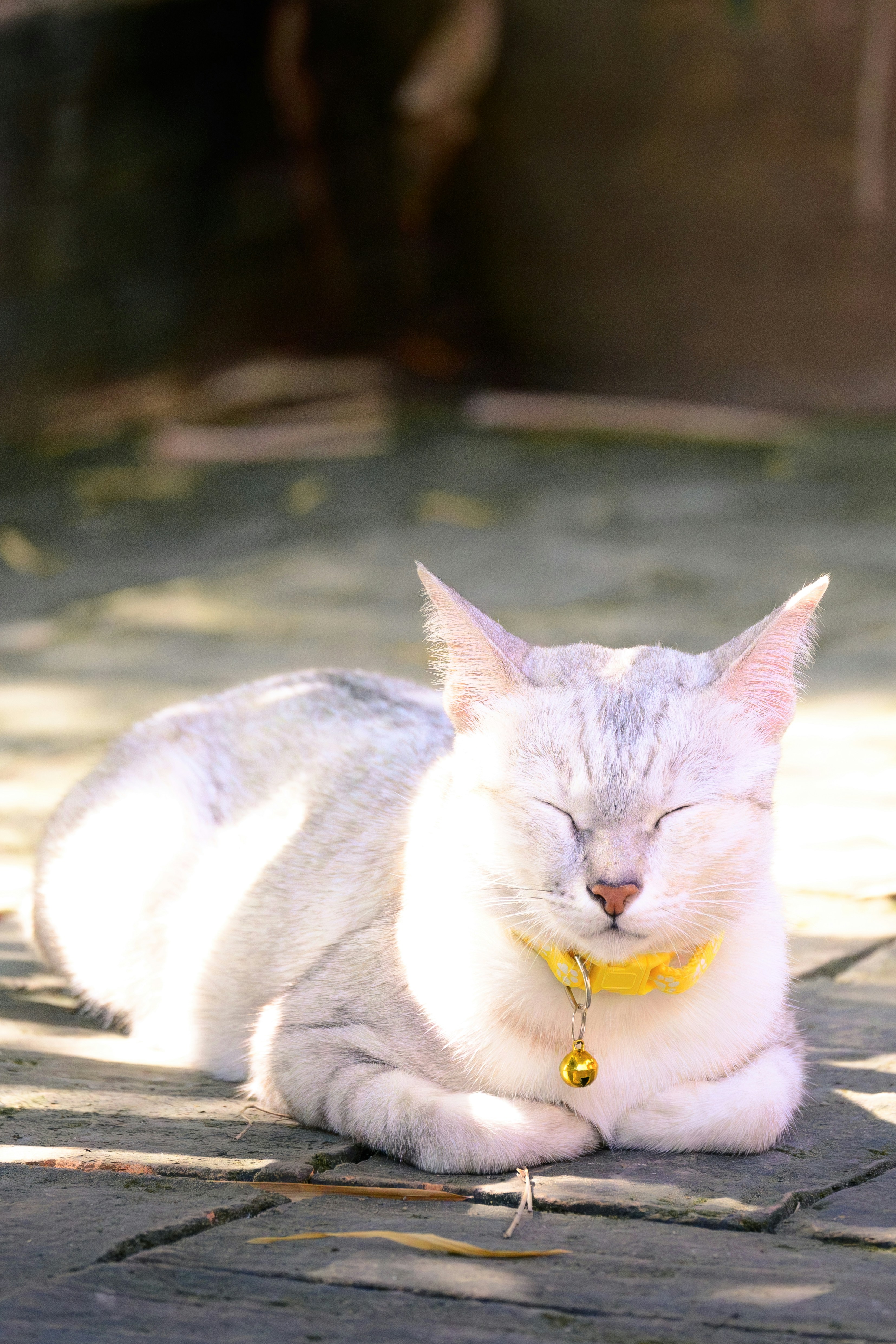 Golden-Eolded Cat in Warm Sleep on Sunlit Stone